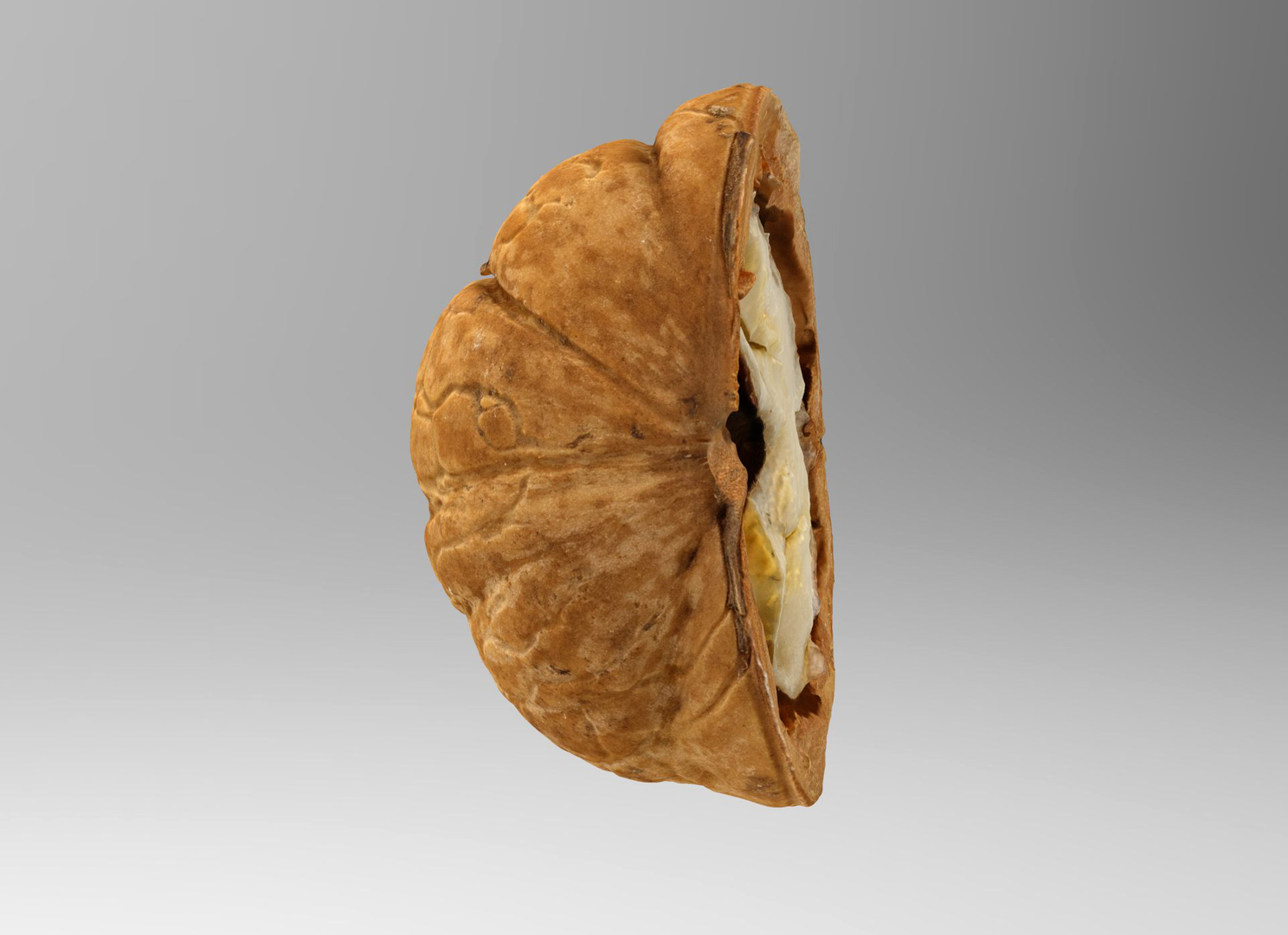3D Model Walnuts Set - TurboSquid 1976493