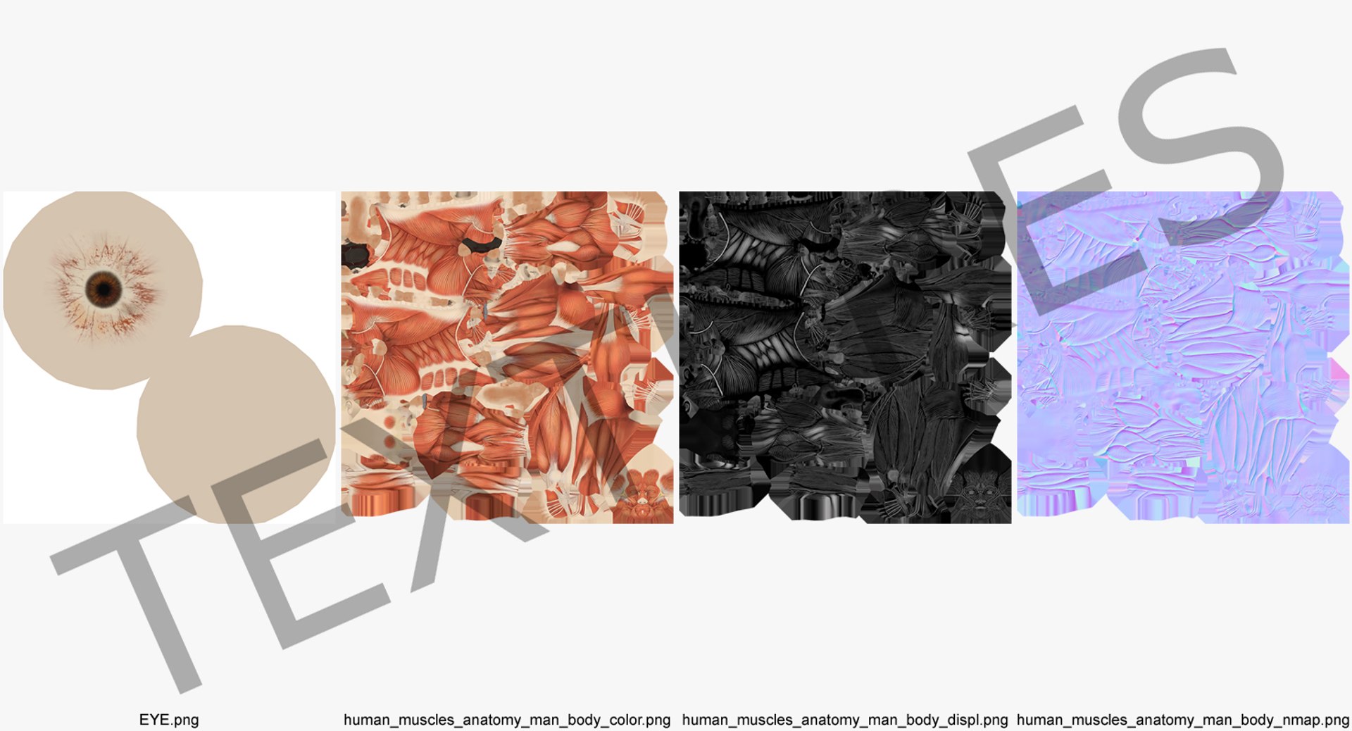 3D Running Man Muscles Anatomy - TurboSquid 1236288