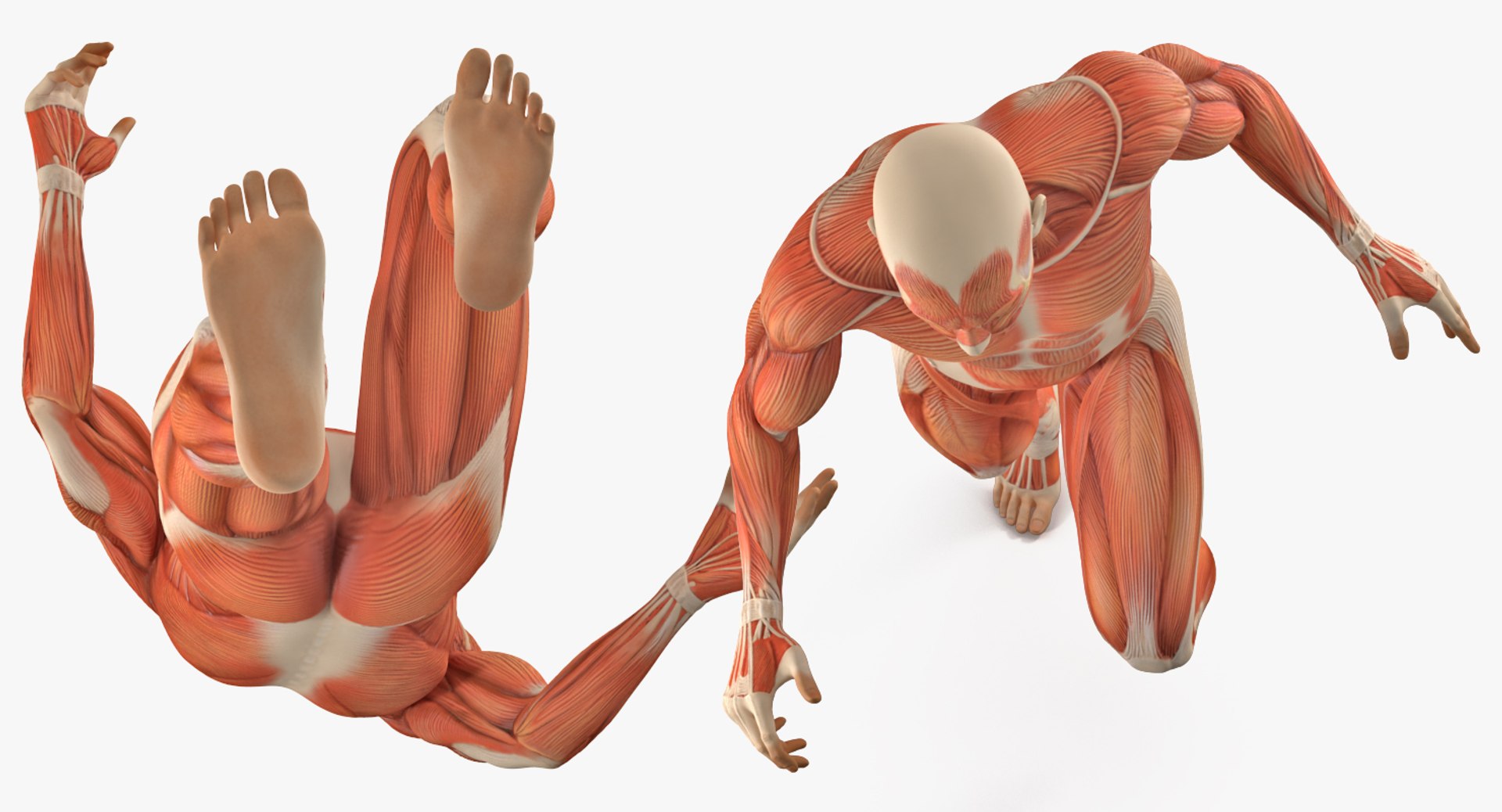 3D Running Man Muscles Anatomy - TurboSquid 1236288