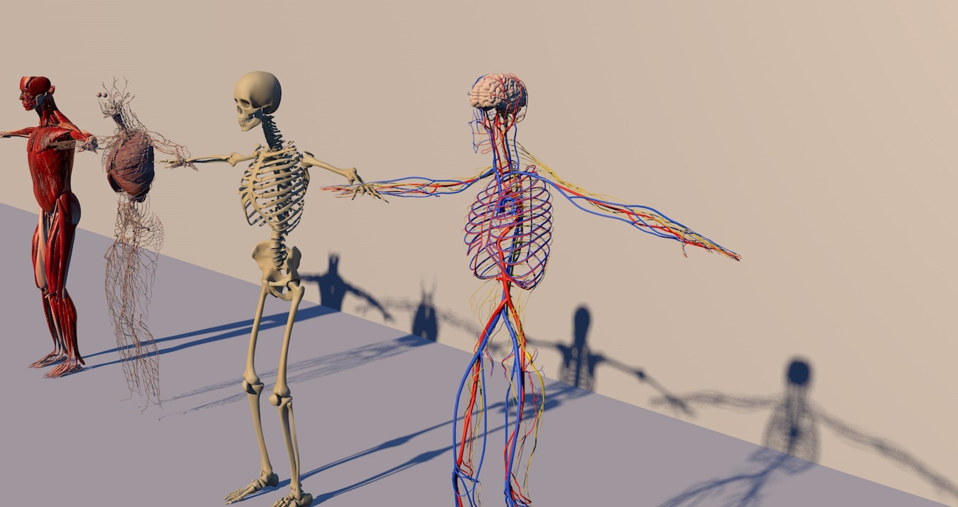 Human Anatomy C4d