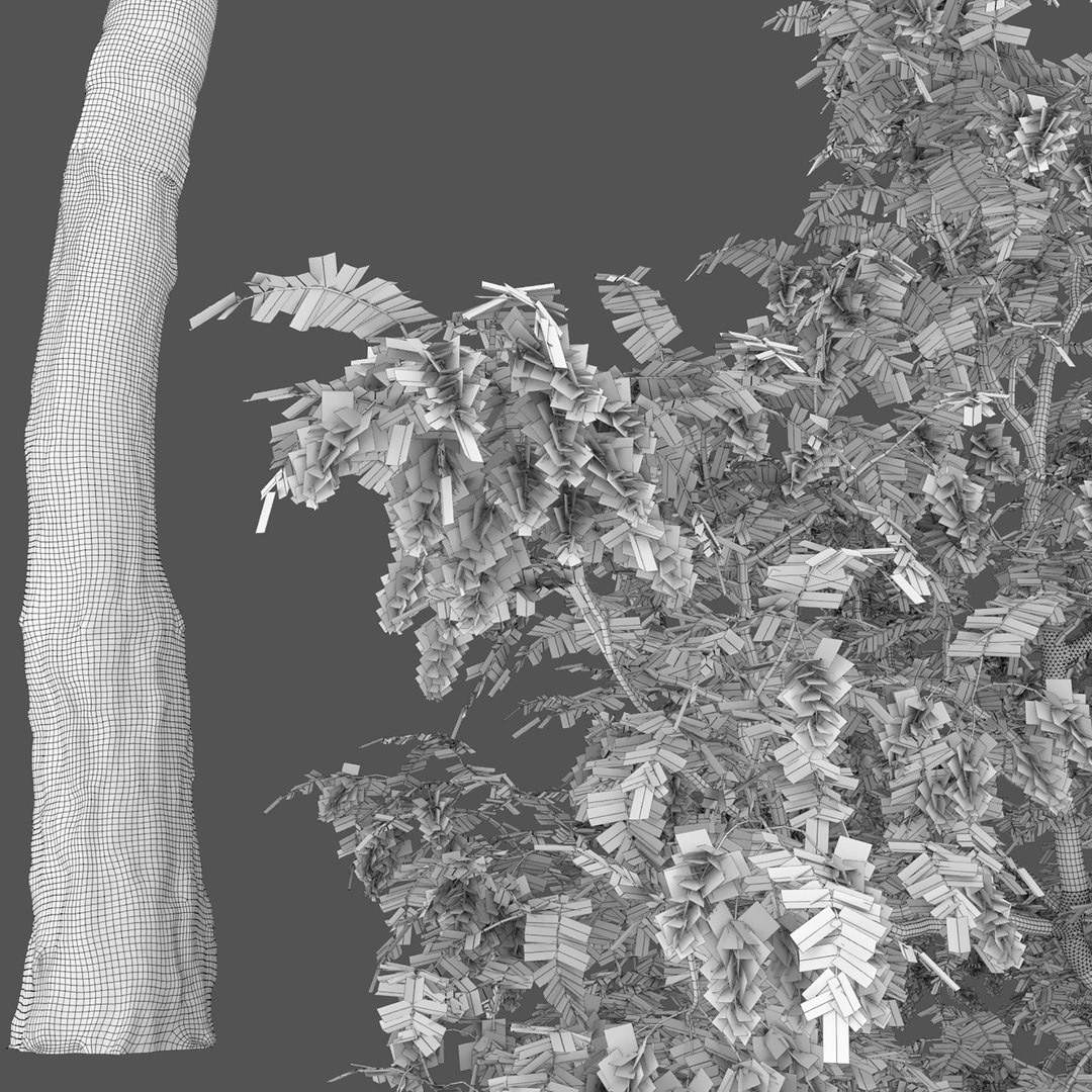 Acacia Tree 3D Model - TurboSquid 1697371