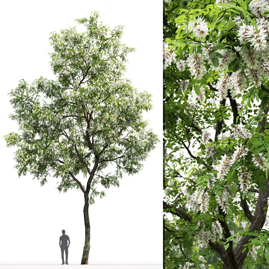 Acacia Tree 3D Model - TurboSquid 1697371