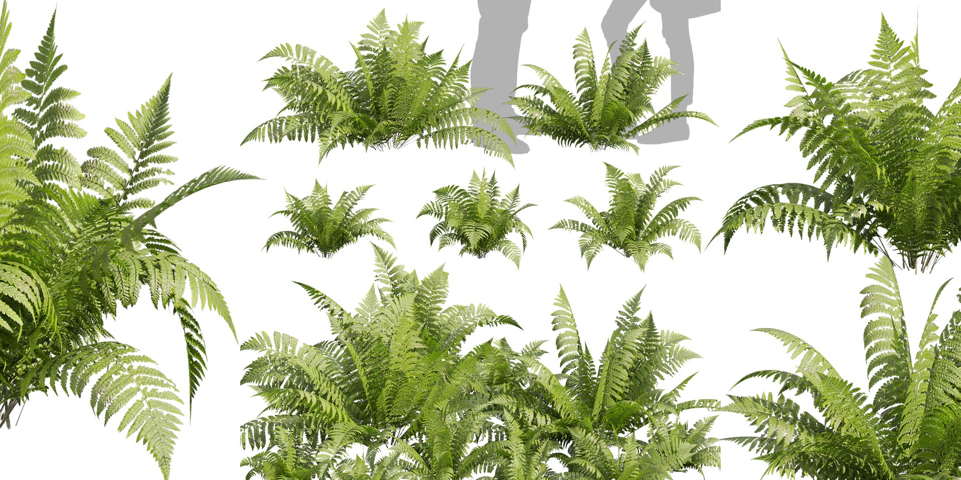 Collection Plant Vol 564 - Shurb - Lady - Ferns - Blender Model 3D ...