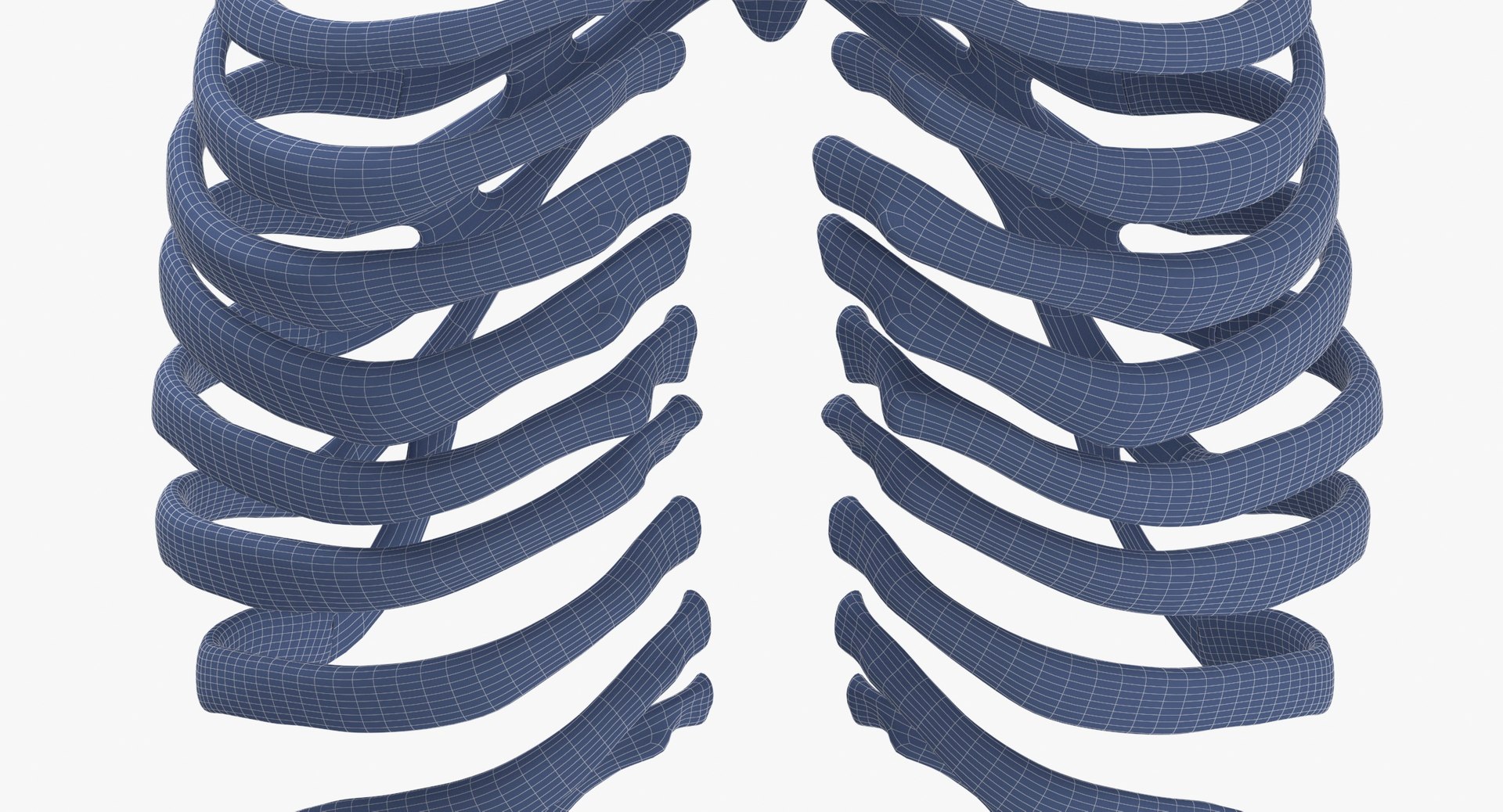 Human Rib Thoracic Cages White and Yellow Collection 01 - 2 models 3D model - TurboSquid 1912718