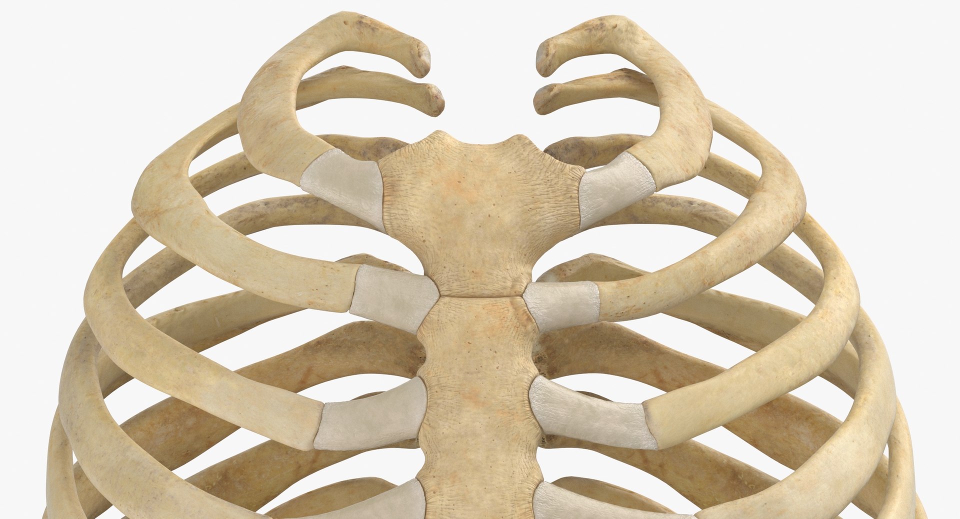 Human Rib Thoracic Cages White and Yellow Collection 01 - 2 models 3D model - TurboSquid 1912718