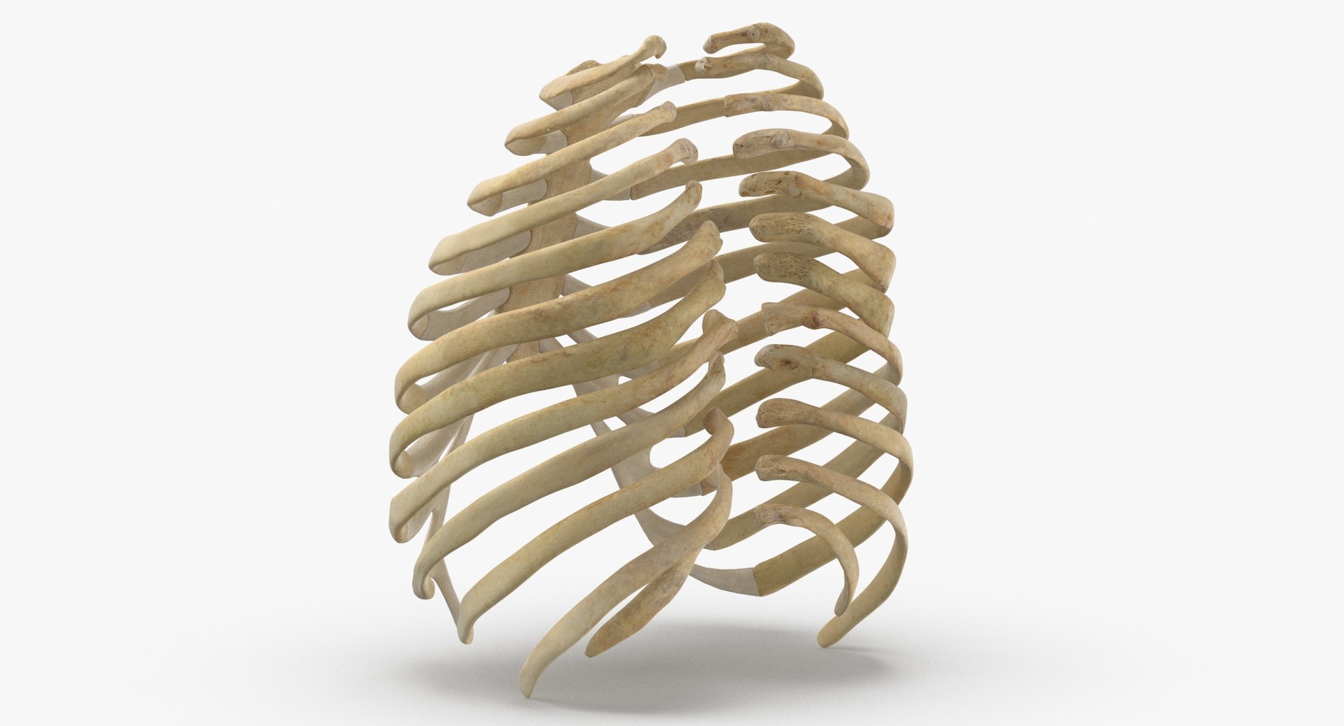 Human Rib Thoracic Cages White and Yellow Collection 01 - 2 models 3D model - TurboSquid 1912718