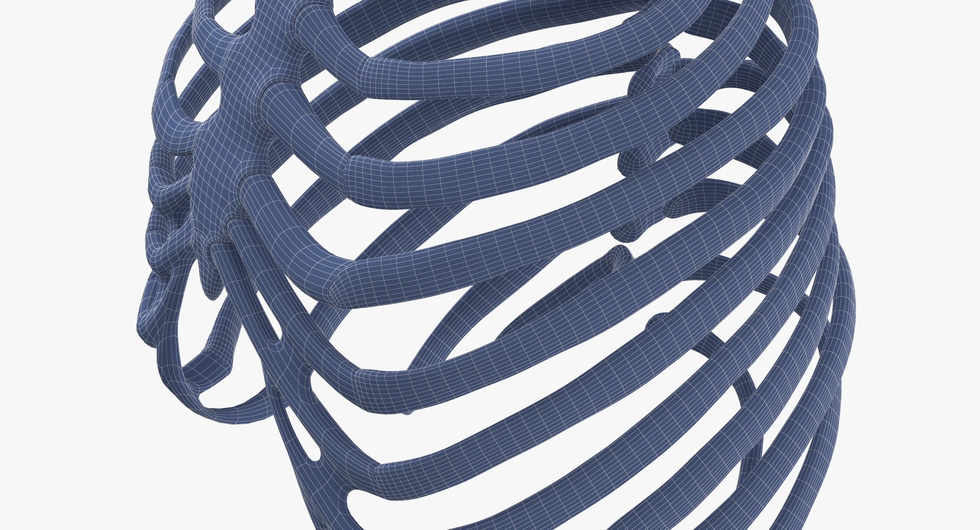 Human Rib Thoracic Cages White and Yellow Collection 01 - 2 models 3D model - TurboSquid 1912718