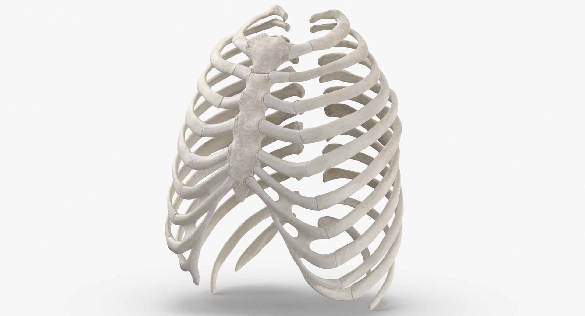 Human Rib Thoracic Cages White and Yellow Collection 01 - 2 models 3D model - TurboSquid 1912718