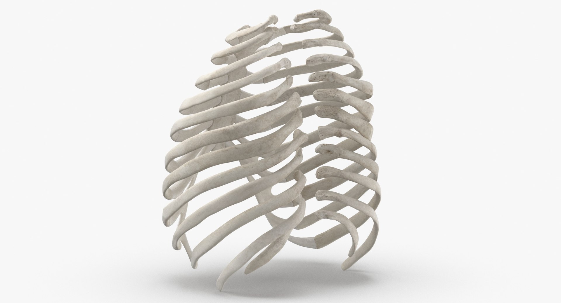 Human Rib Thoracic Cages White and Yellow Collection 01 - 2 models 3D ...