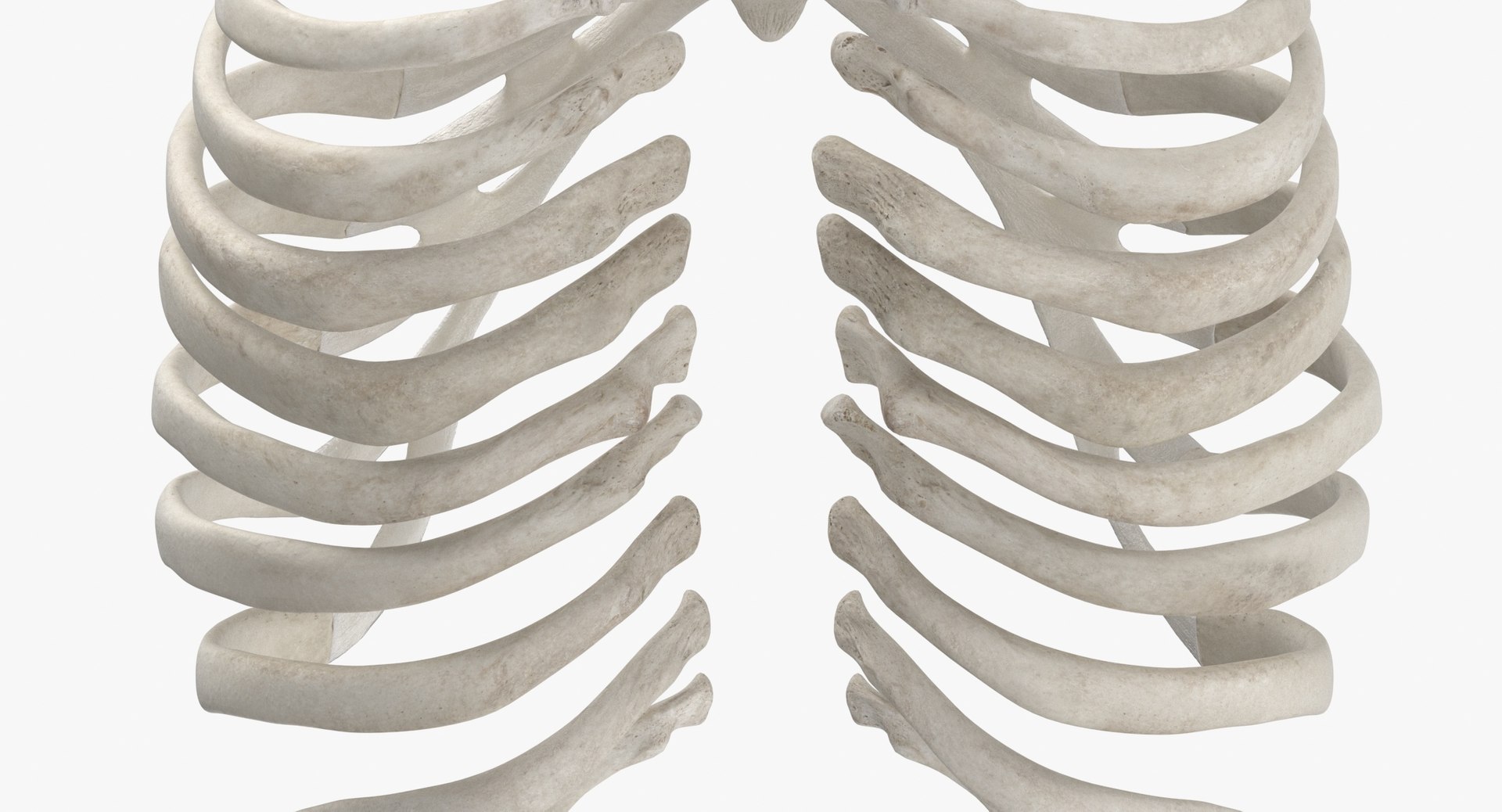 Human Rib Thoracic Cages White and Yellow Collection 01 - 2 models 3D model - TurboSquid 1912718
