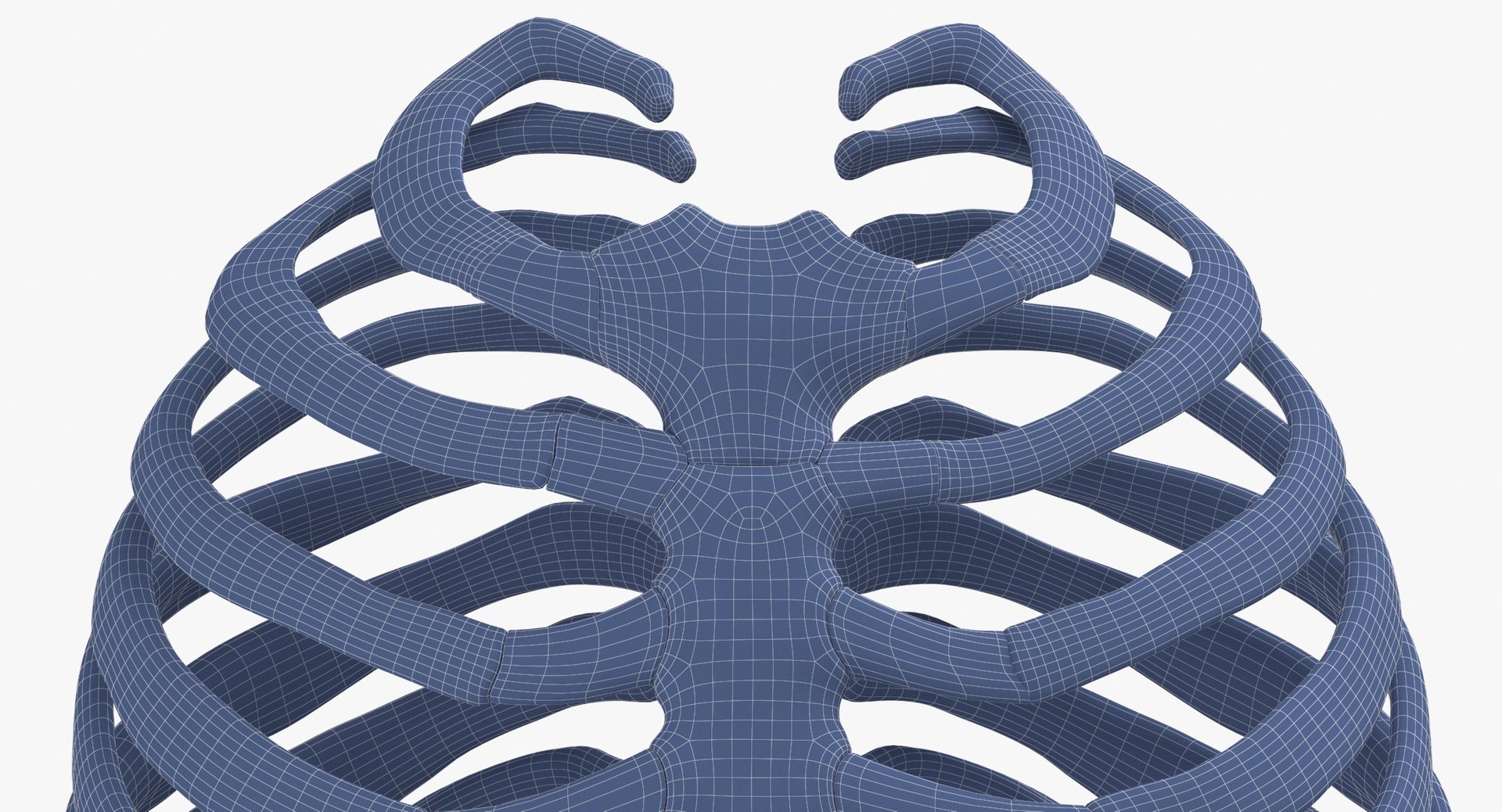 Human Rib Thoracic Cages White and Yellow Collection 01 - 2 models 3D model - TurboSquid 1912718