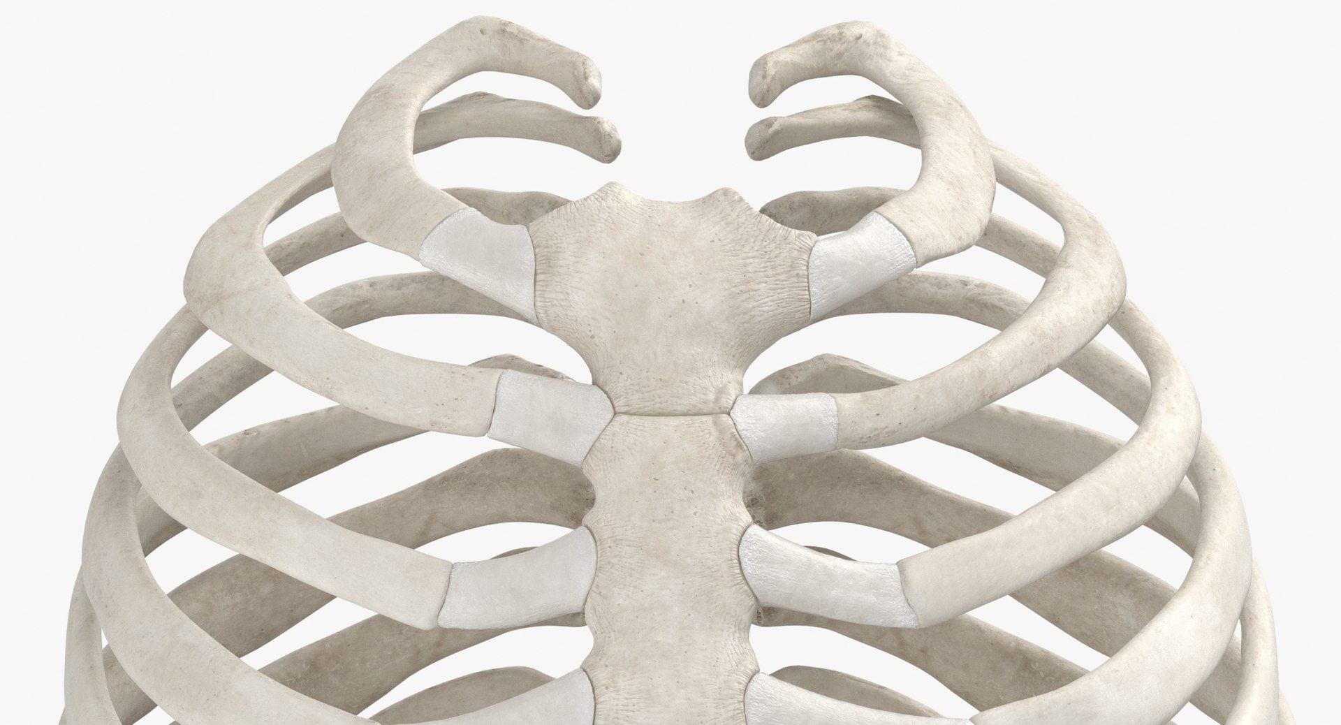 Human Rib Thoracic Cages White and Yellow Collection 01 - 2 models 3D ...