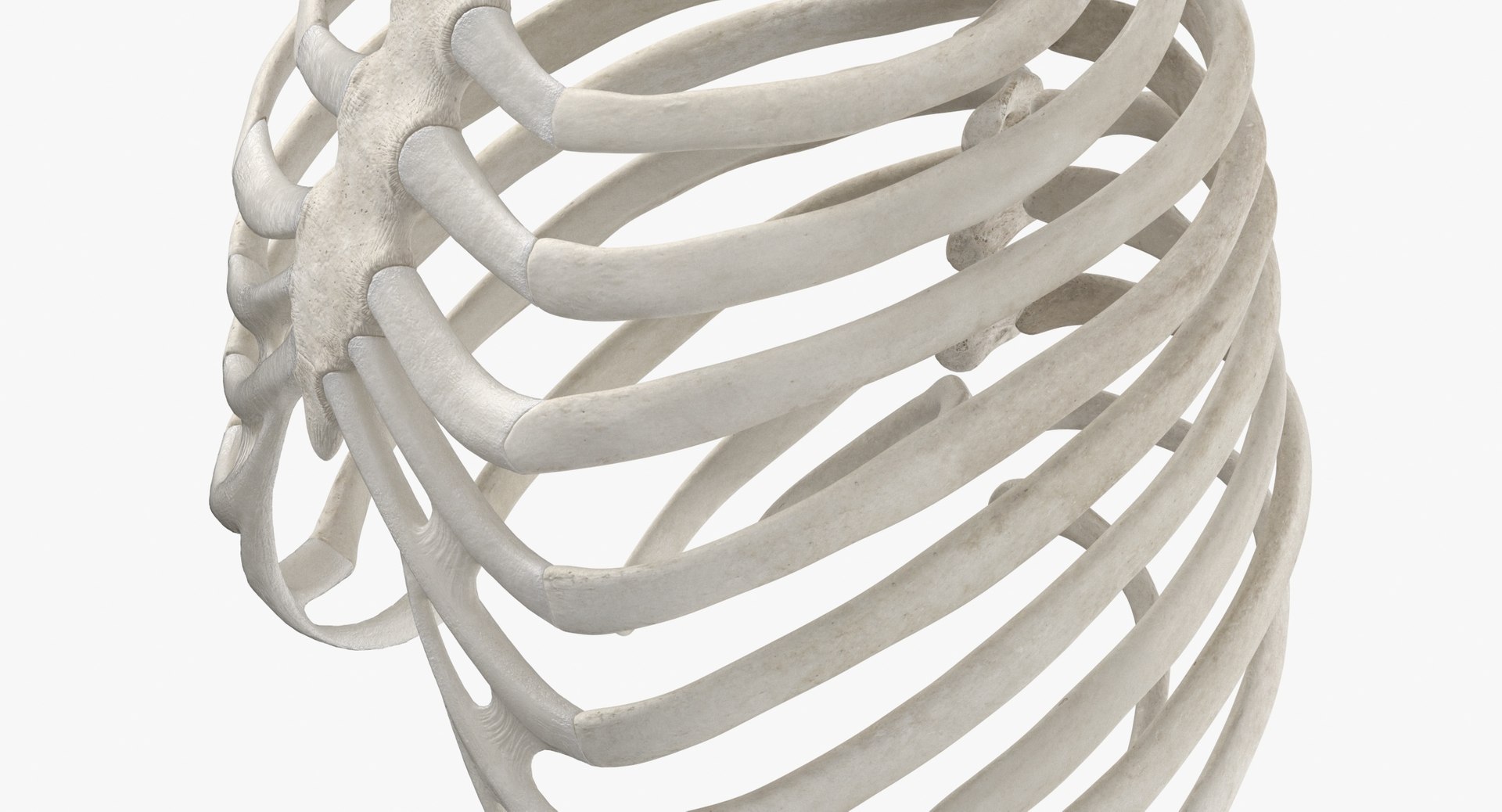 Human Rib Thoracic Cages White and Yellow Collection 01 - 2 models 3D model - TurboSquid 1912718