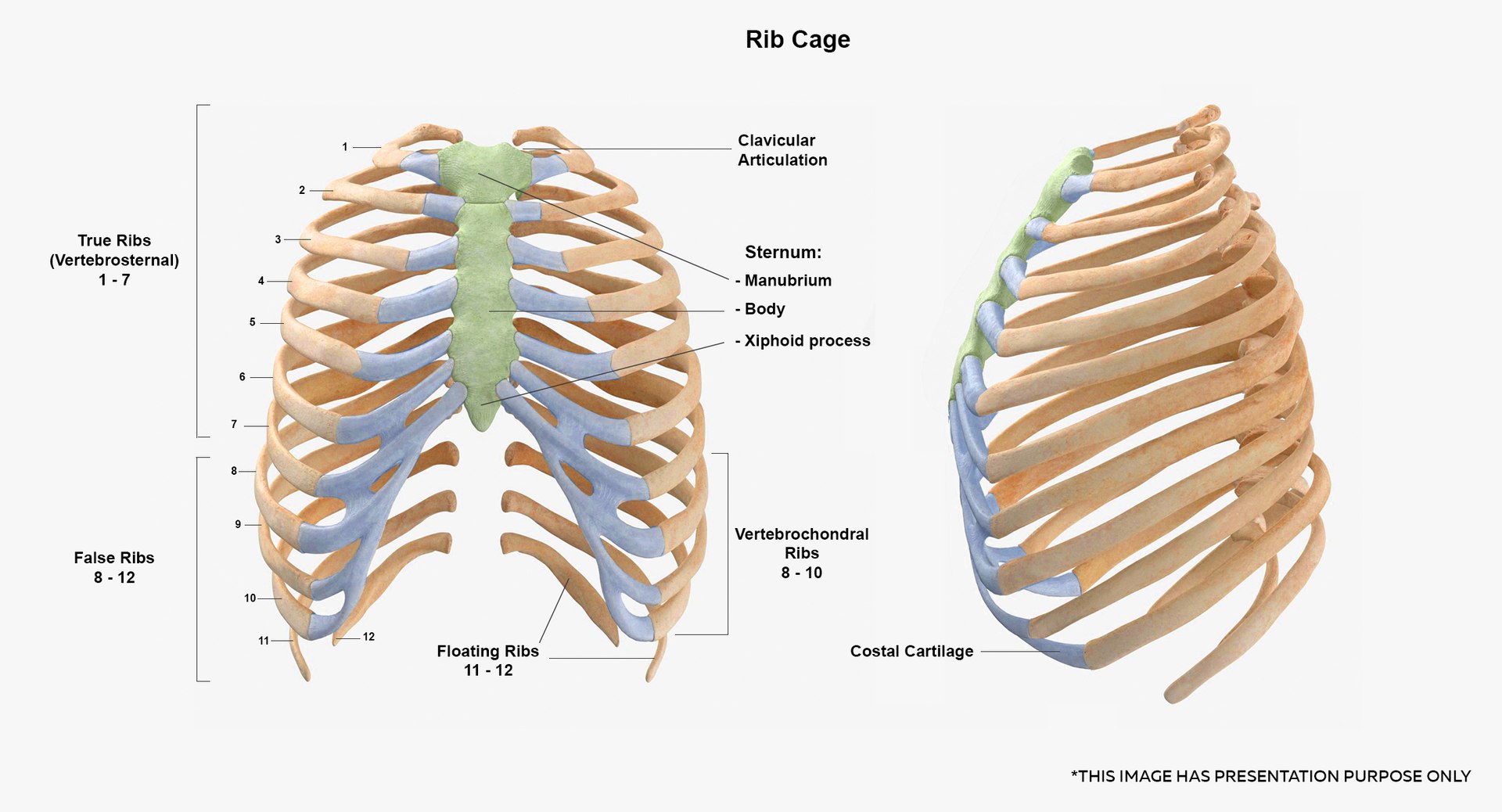 Human Rib Thoracic Cages White and Yellow Collection 01 - 2 models 3D model - TurboSquid 1912718