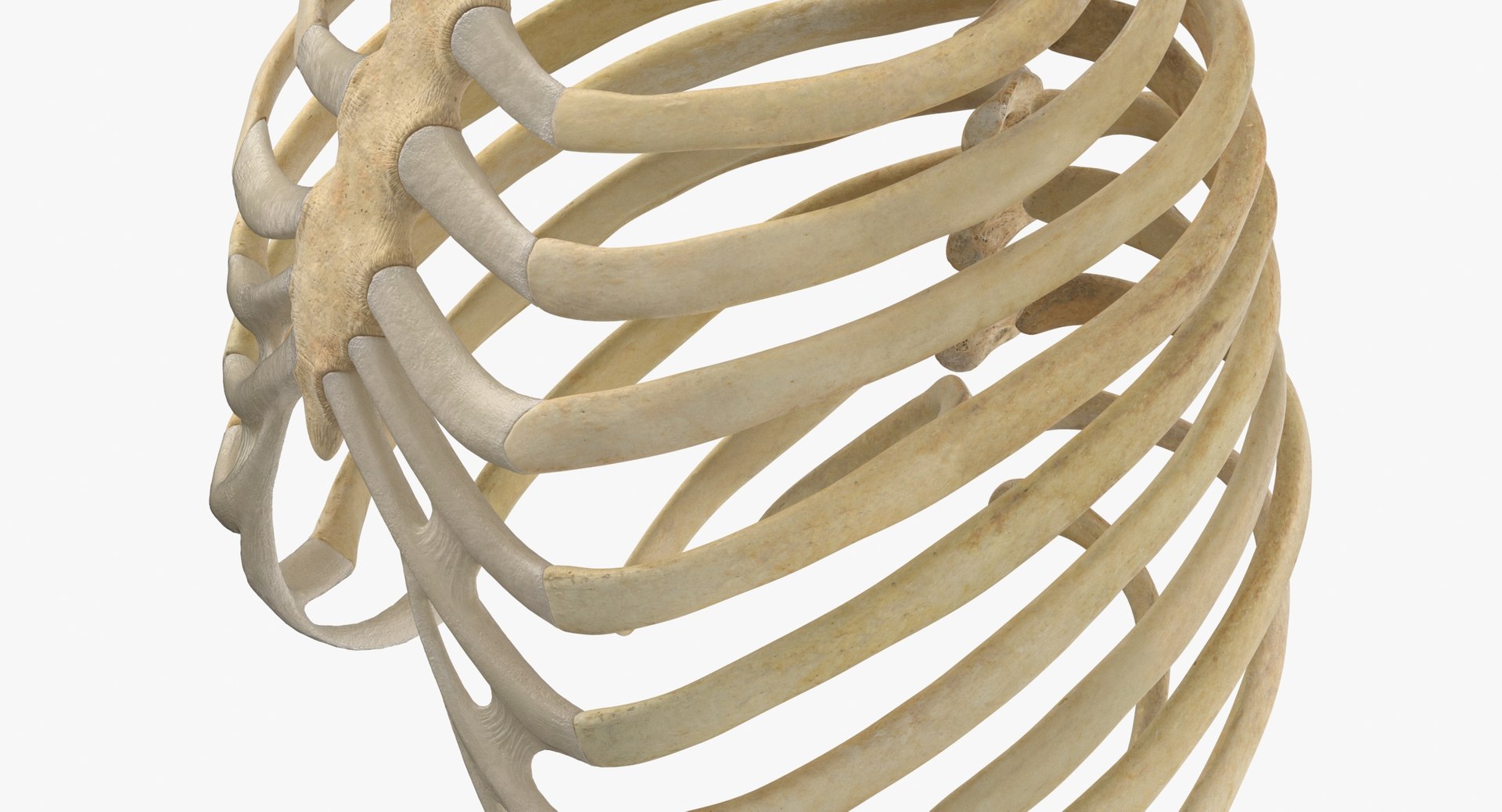 Human Rib Thoracic Cages White and Yellow Collection 01 - 2 models 3D ...