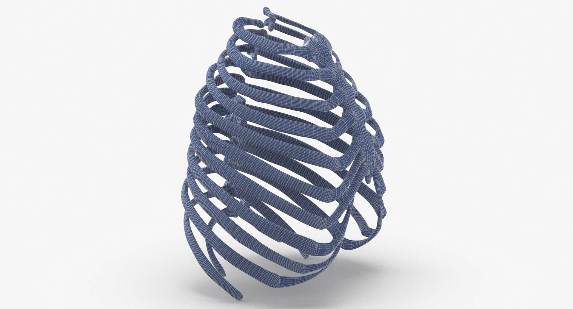 Human Rib Thoracic Cages White and Yellow Collection 01 - 2 models 3D model - TurboSquid 1912718