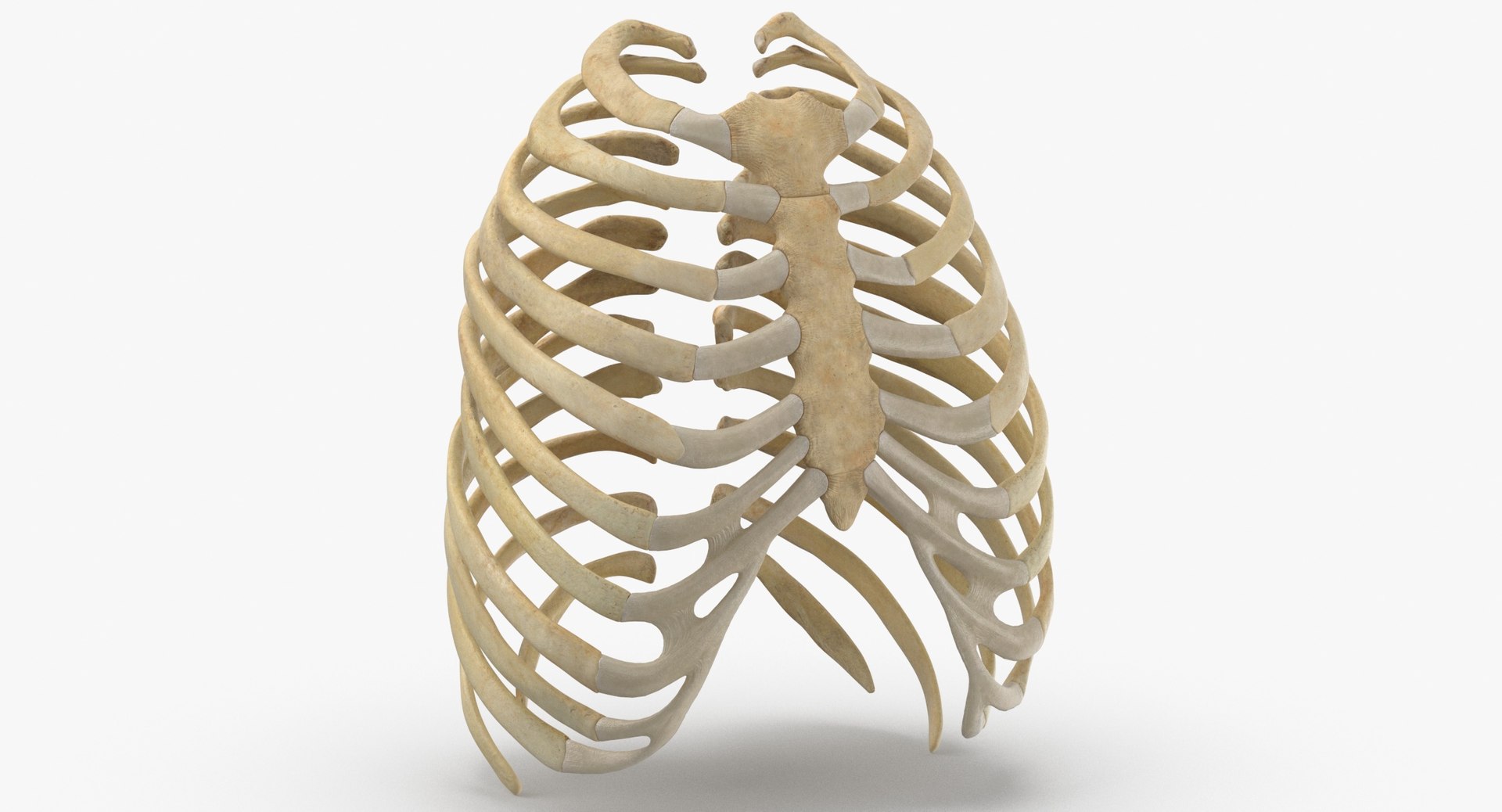Human Rib Thoracic Cages White and Yellow Collection 01 - 2 models 3D ...