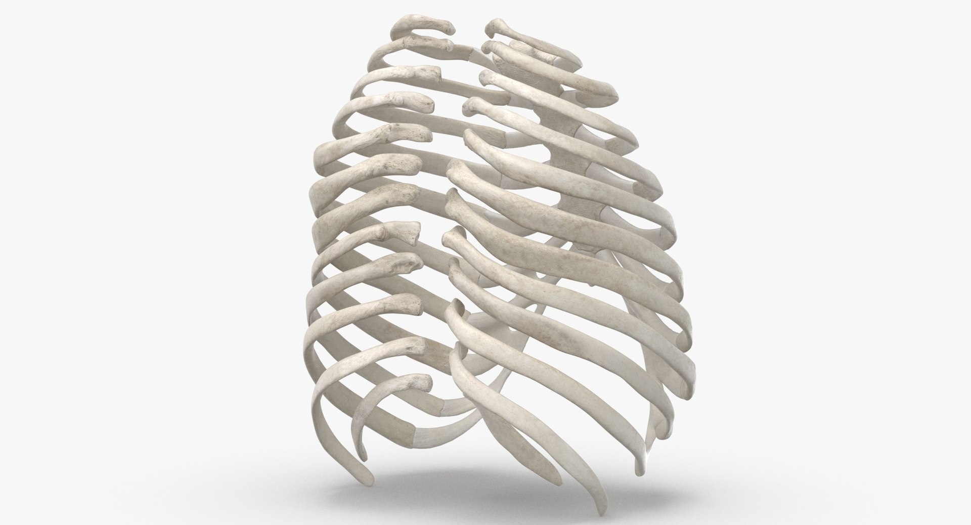 Human Rib Thoracic Cages White and Yellow Collection 01 - 2 models 3D model - TurboSquid 1912718