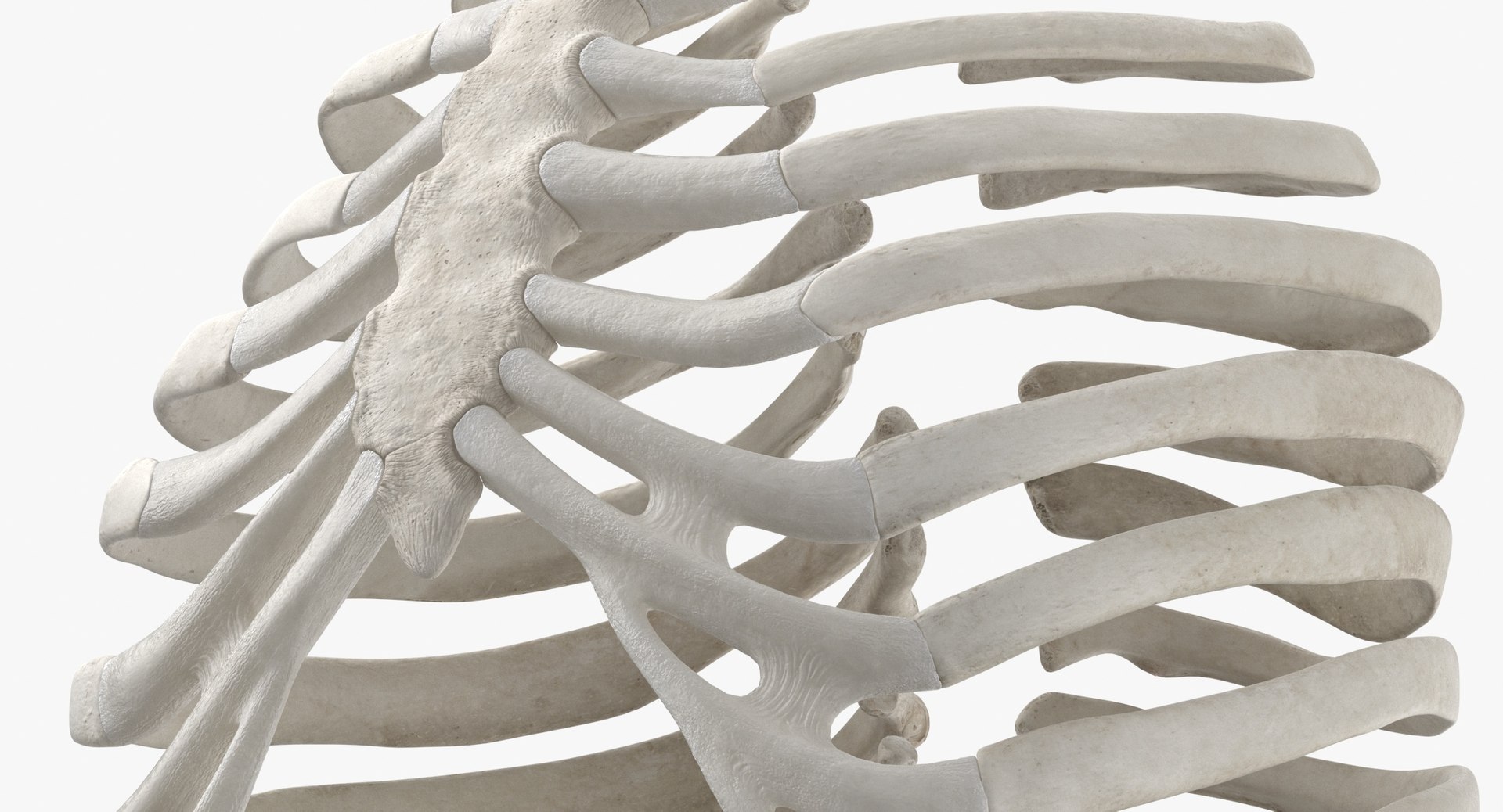 Human Rib Thoracic Cages White and Yellow Collection 01 - 2 models 3D ...