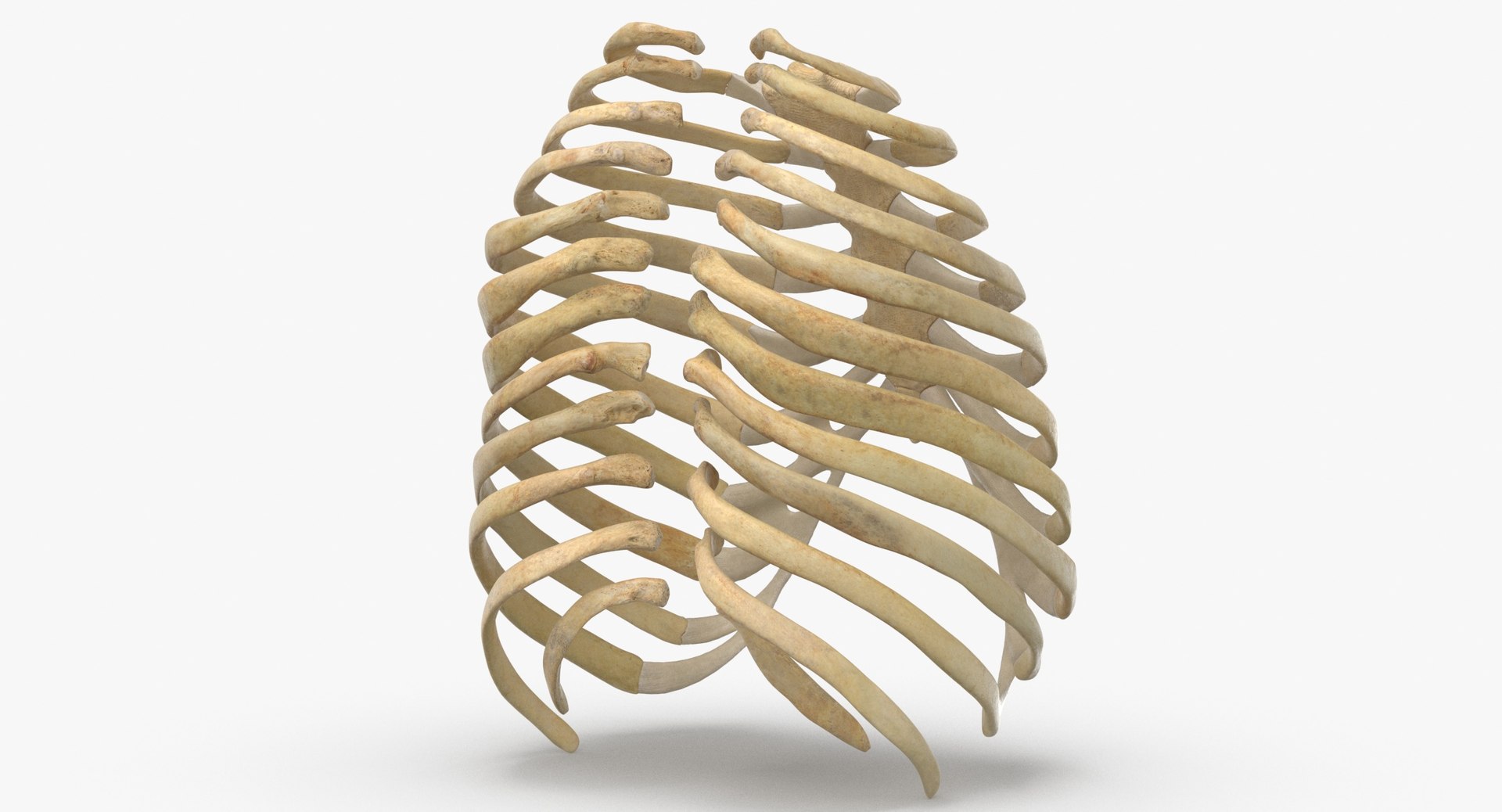 Human Rib Thoracic Cages White and Yellow Collection 01 - 2 models 3D ...