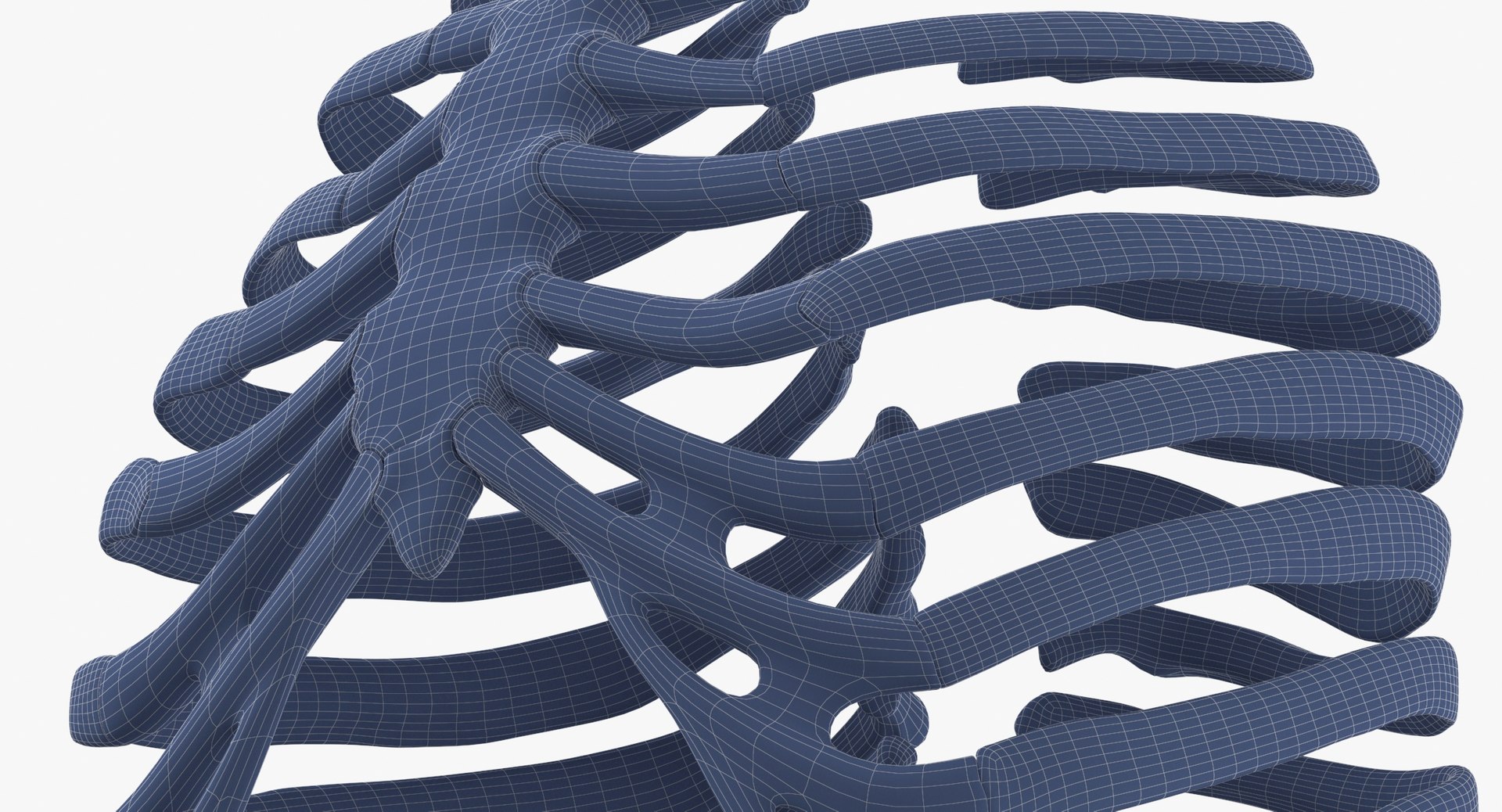 Human Rib Thoracic Cages White and Yellow Collection 01 - 2 models 3D model - TurboSquid 1912718