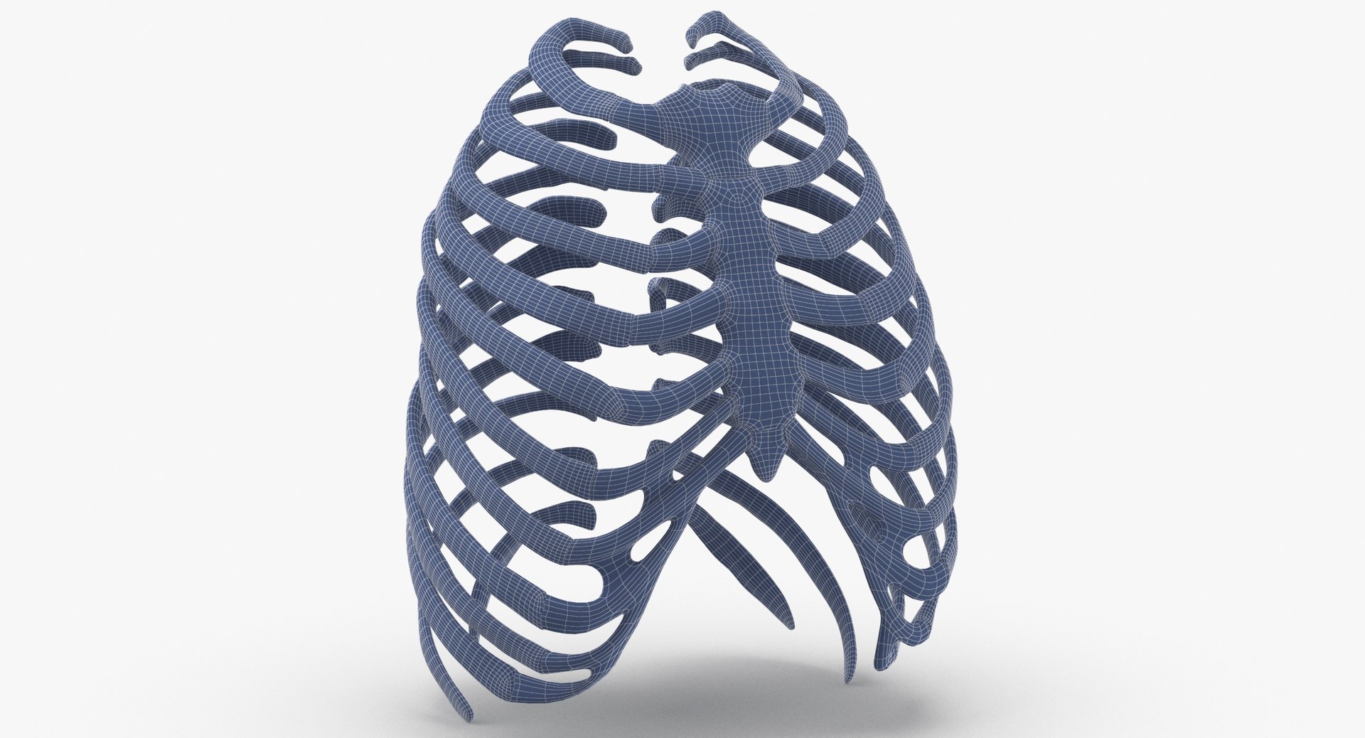 Human Rib Thoracic Cages White and Yellow Collection 01 - 2 models 3D model - TurboSquid 1912718