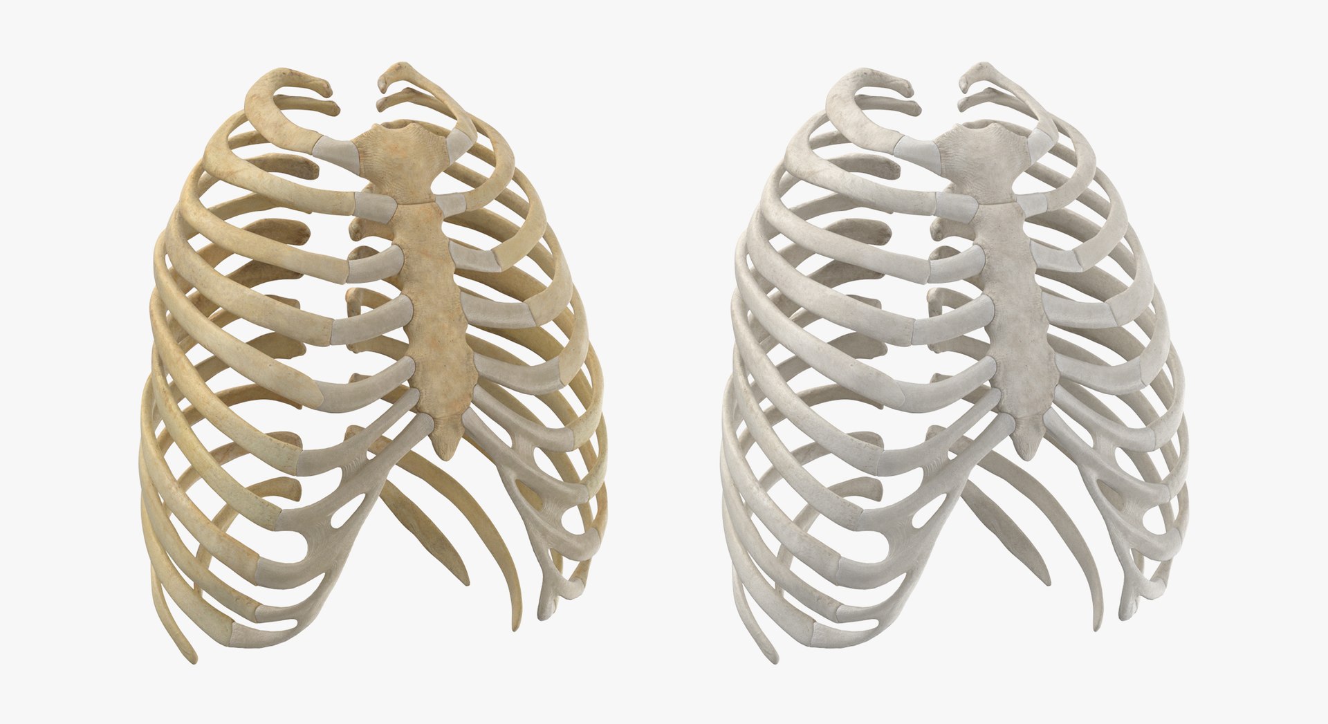 Human Rib Thoracic Cages White and Yellow Collection 01 - 2 models 3D ...