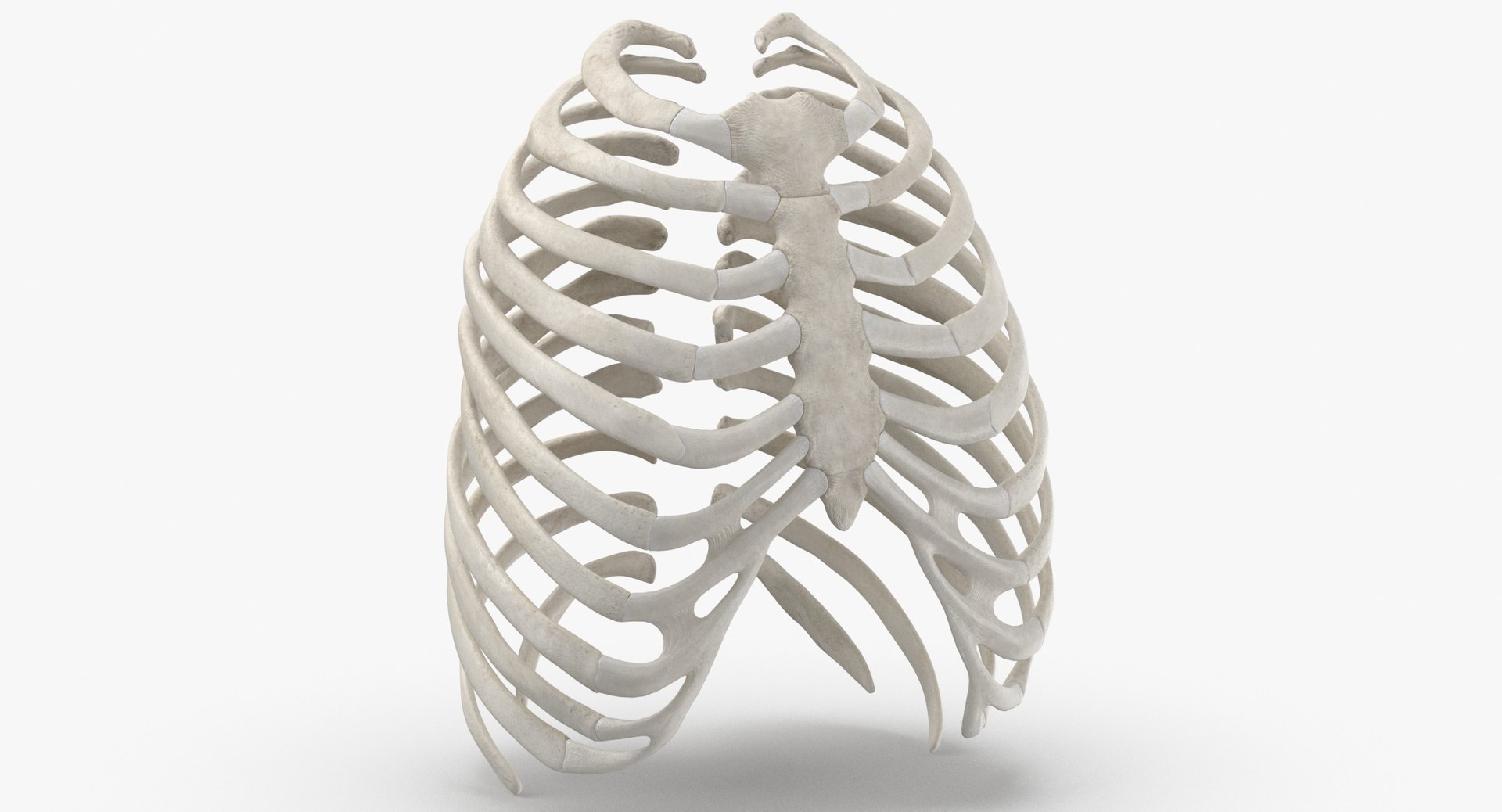 Human Rib Thoracic Cages White and Yellow Collection 01 - 2 models 3D model - TurboSquid 1912718