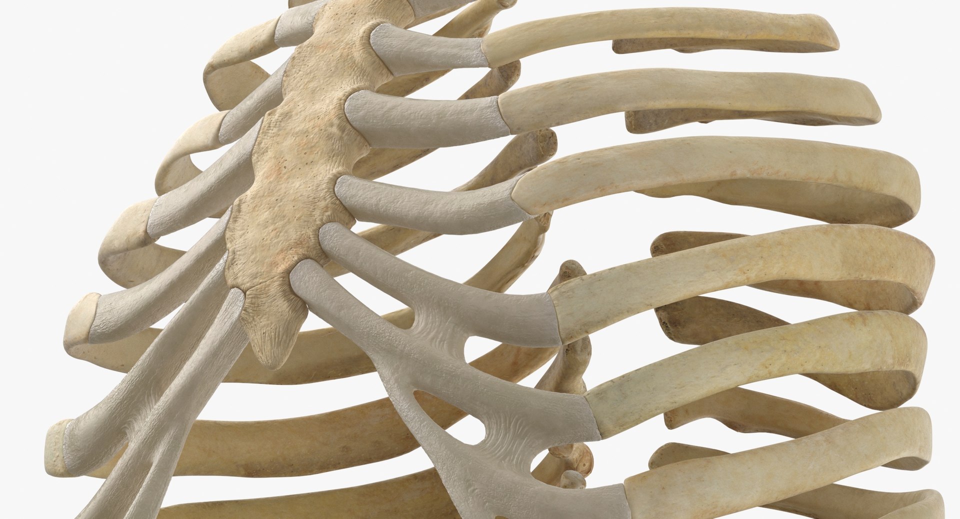 Human Rib Thoracic Cages White and Yellow Collection 01 - 2 models 3D model - TurboSquid 1912718