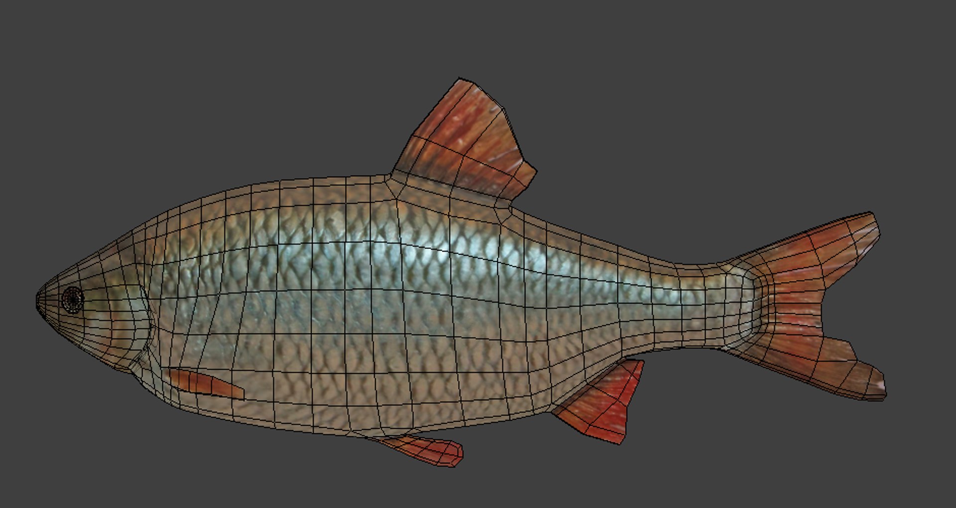 Free Obj Model Fish Rudd