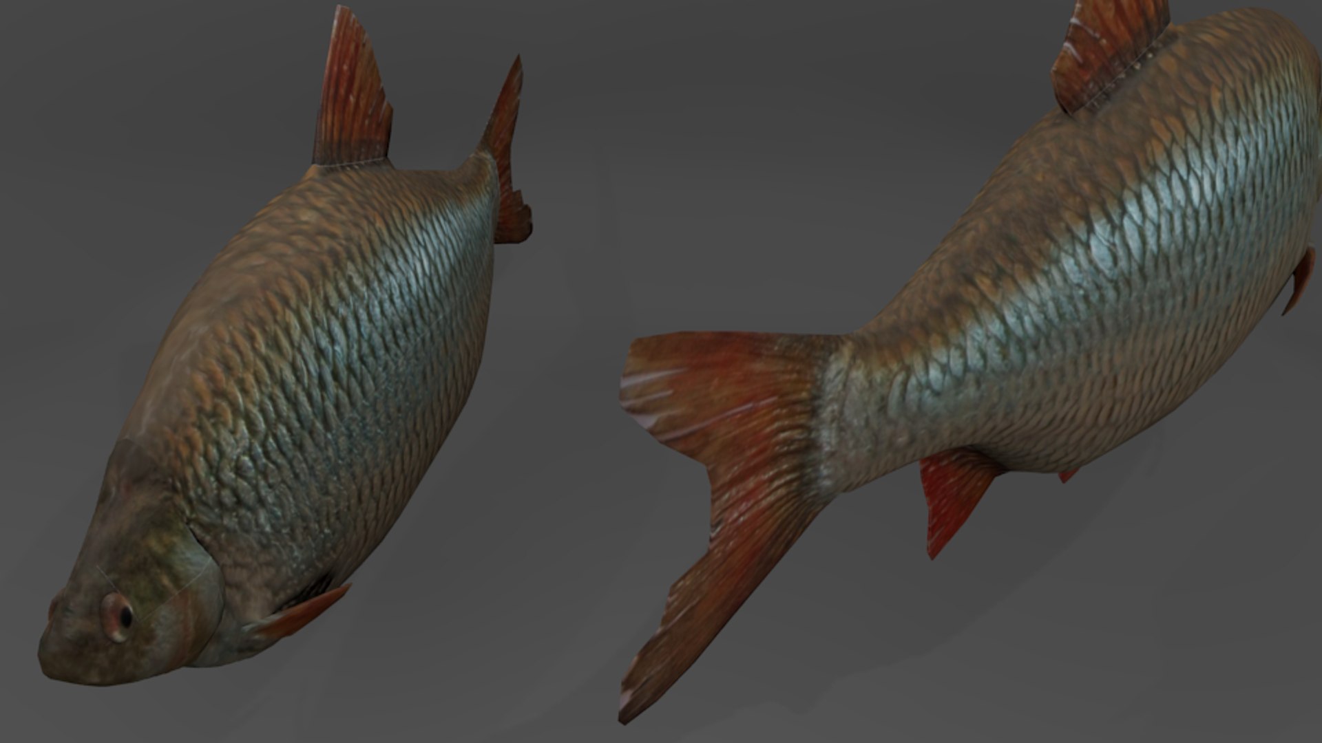 Free Obj Model Fish Rudd