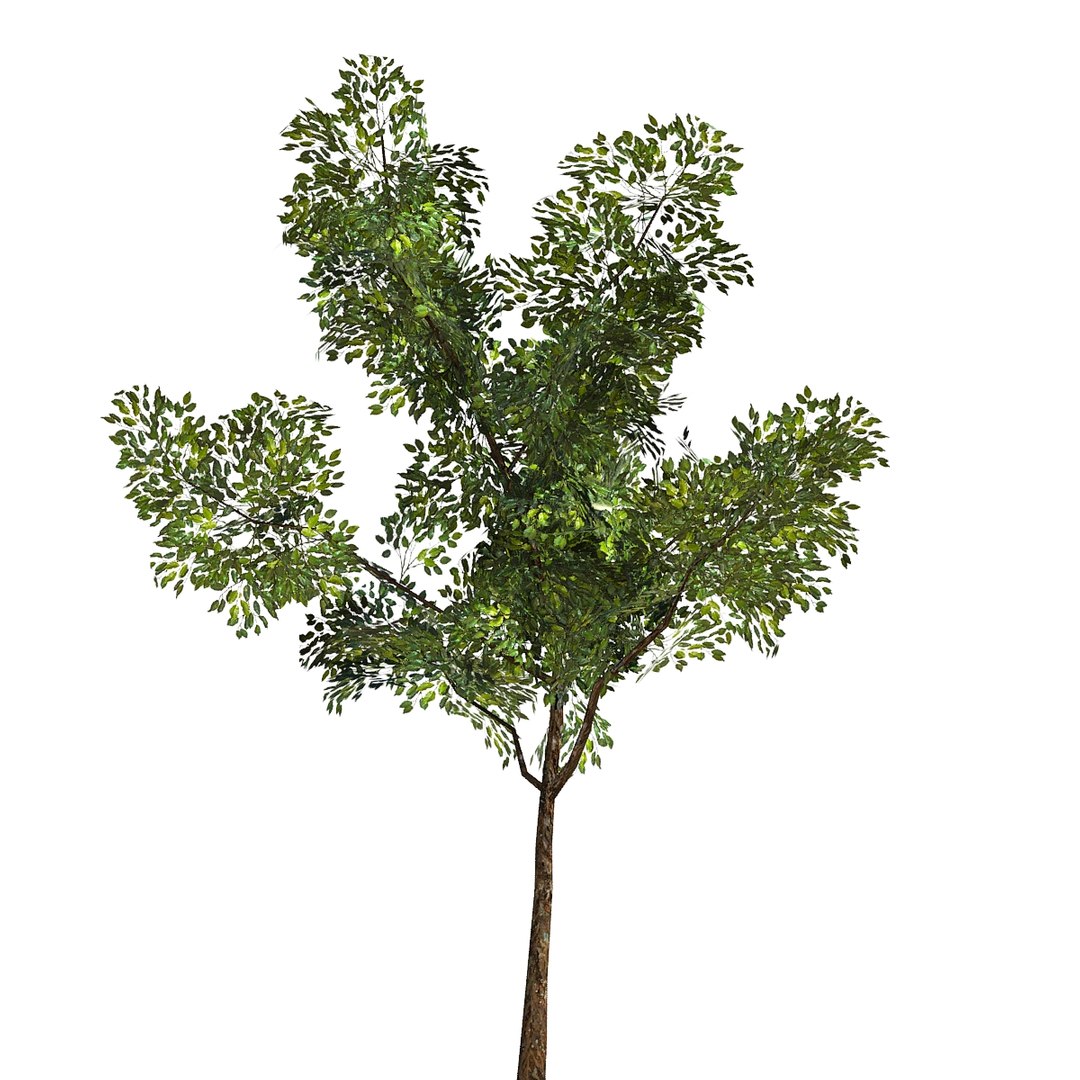 3d Model Ficus Tree