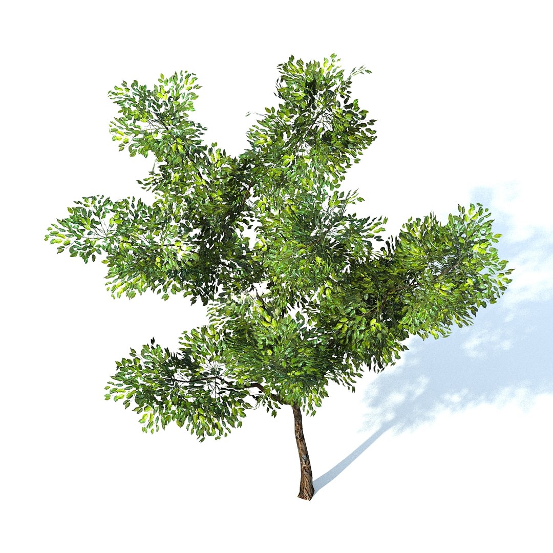 3d Model Ficus Tree