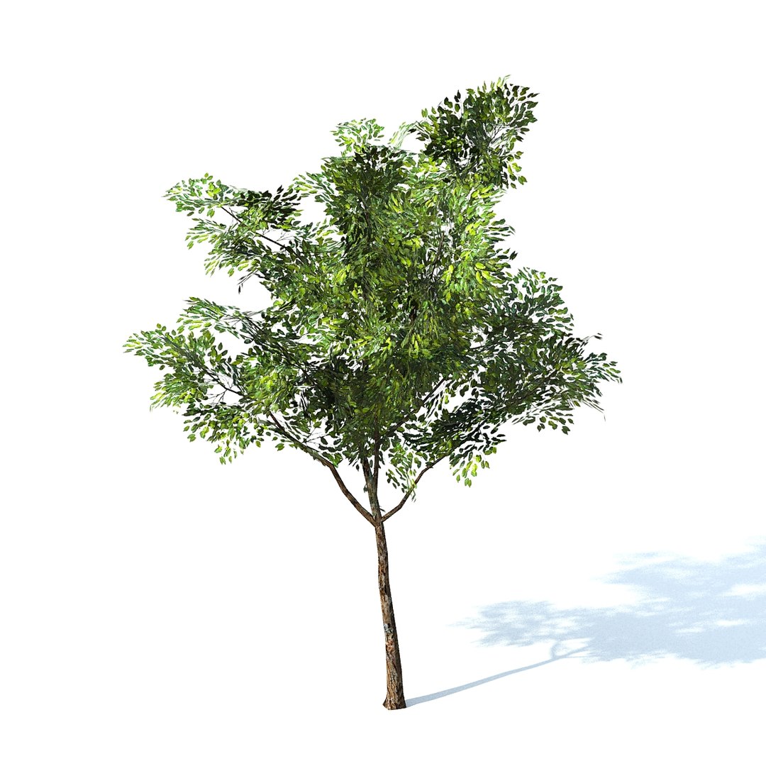 3d Model Ficus Tree