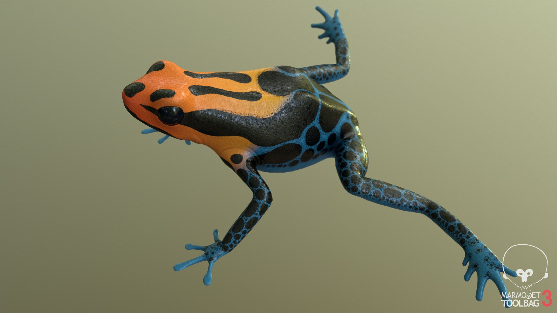 3D Amazonian Poison Dart Frog - TurboSquid 1376196