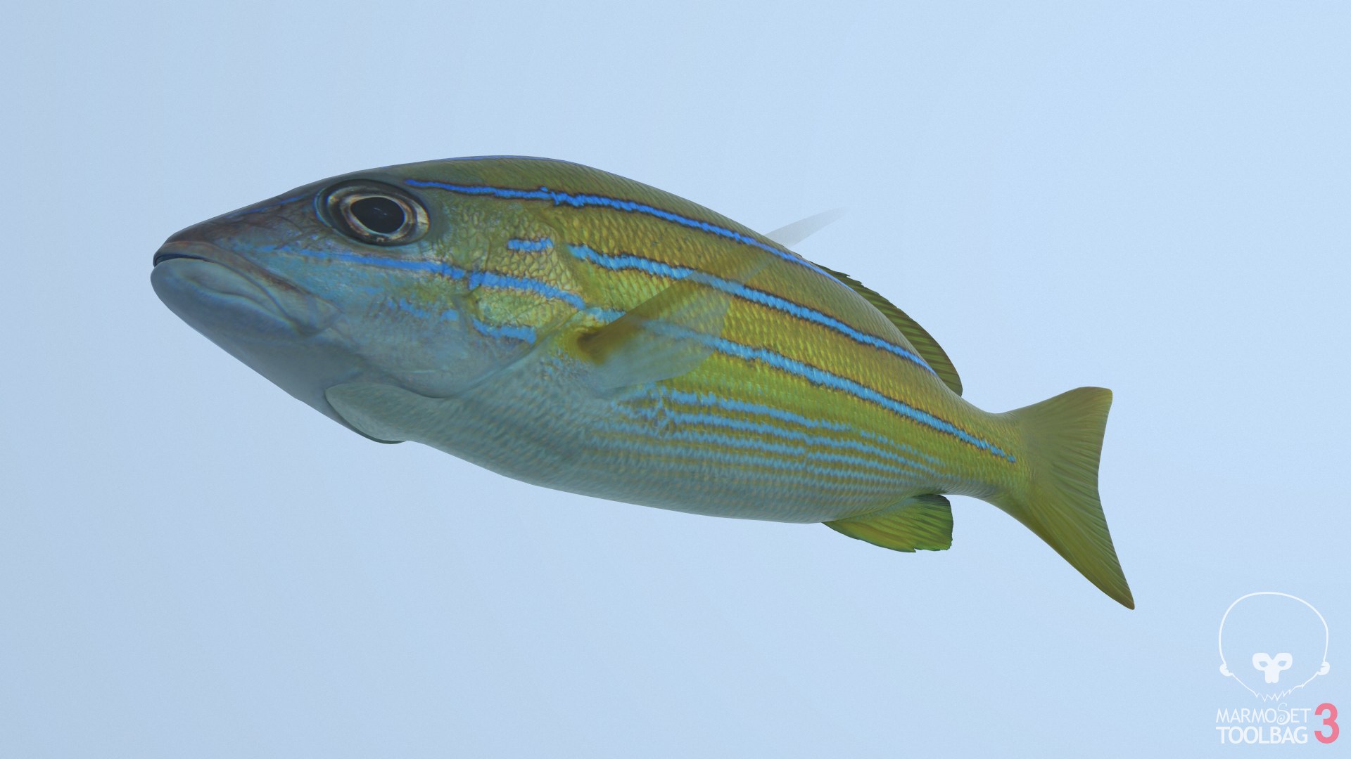 3D Bluestripe Snapper - TurboSquid 1445655