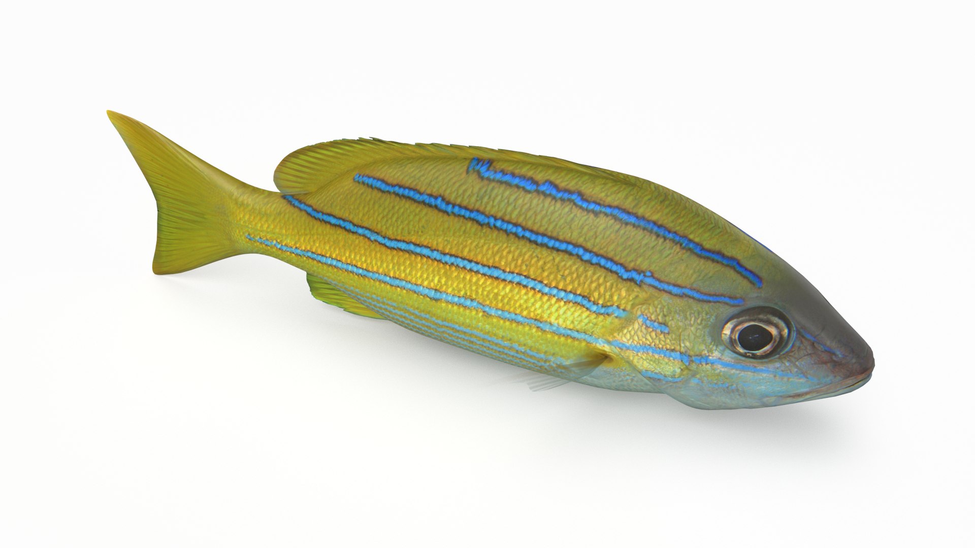 3D Bluestripe Snapper - TurboSquid 1445655