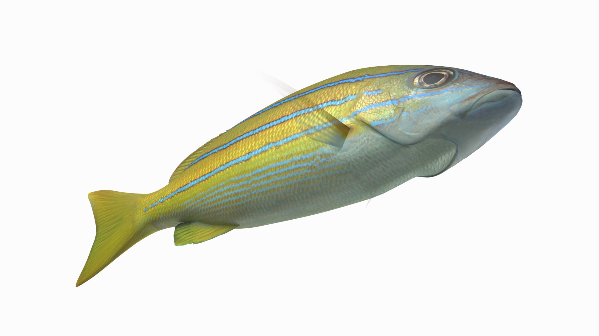 3D Bluestripe Snapper - TurboSquid 1445655