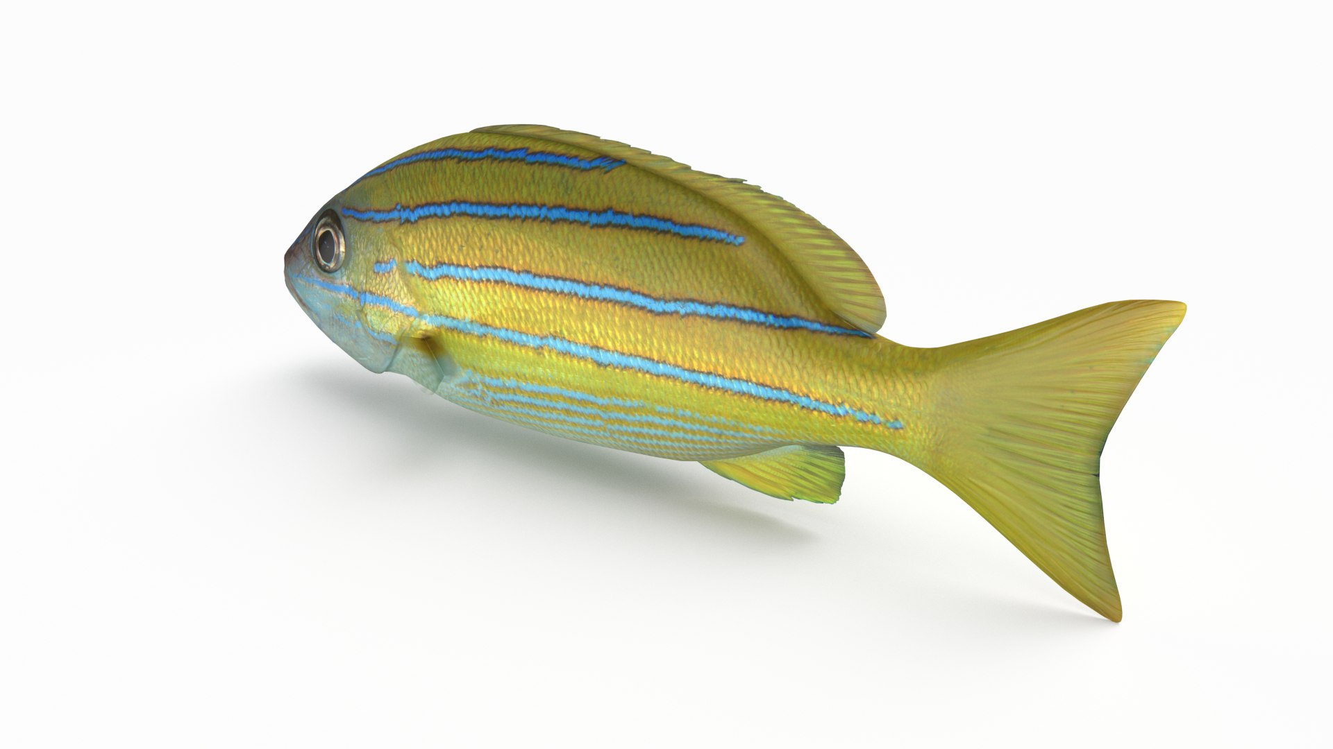 3D Bluestripe Snapper - TurboSquid 1445655