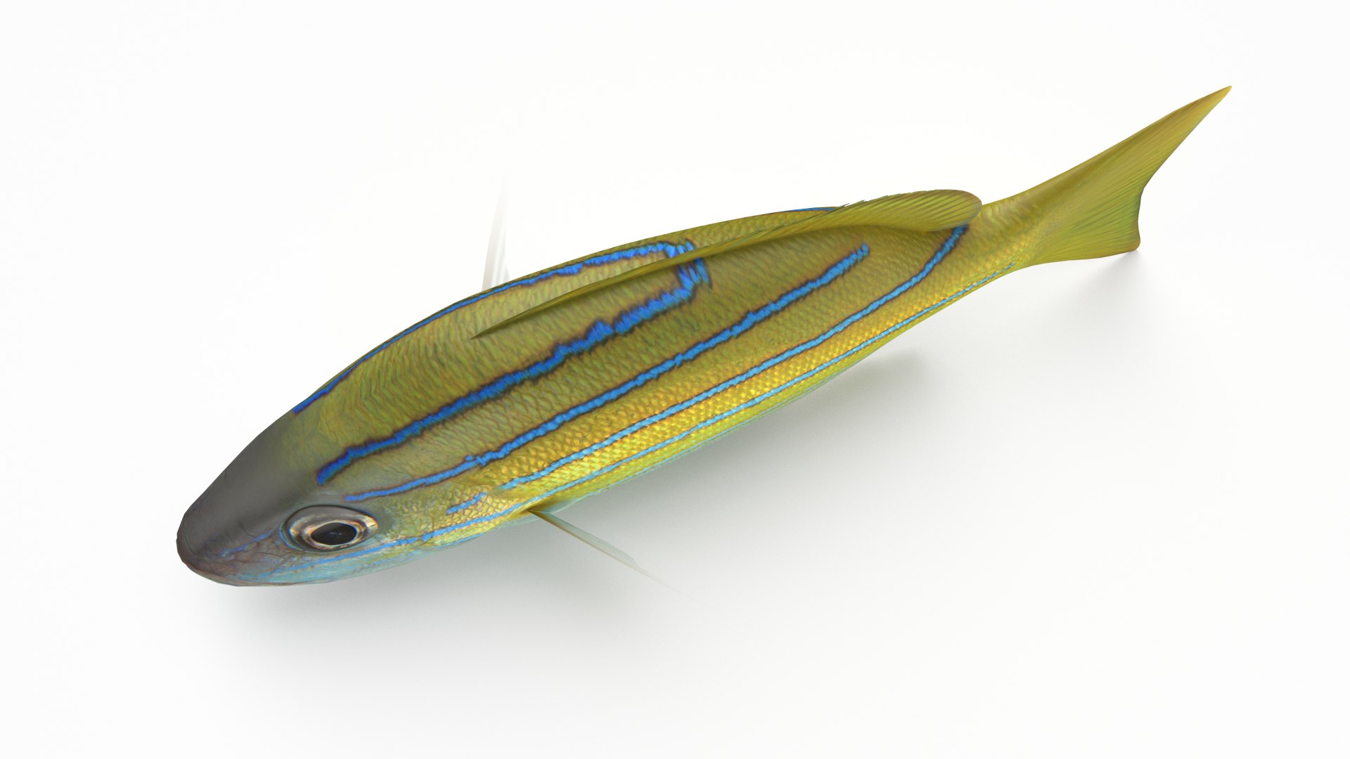 3D Bluestripe Snapper - TurboSquid 1445655