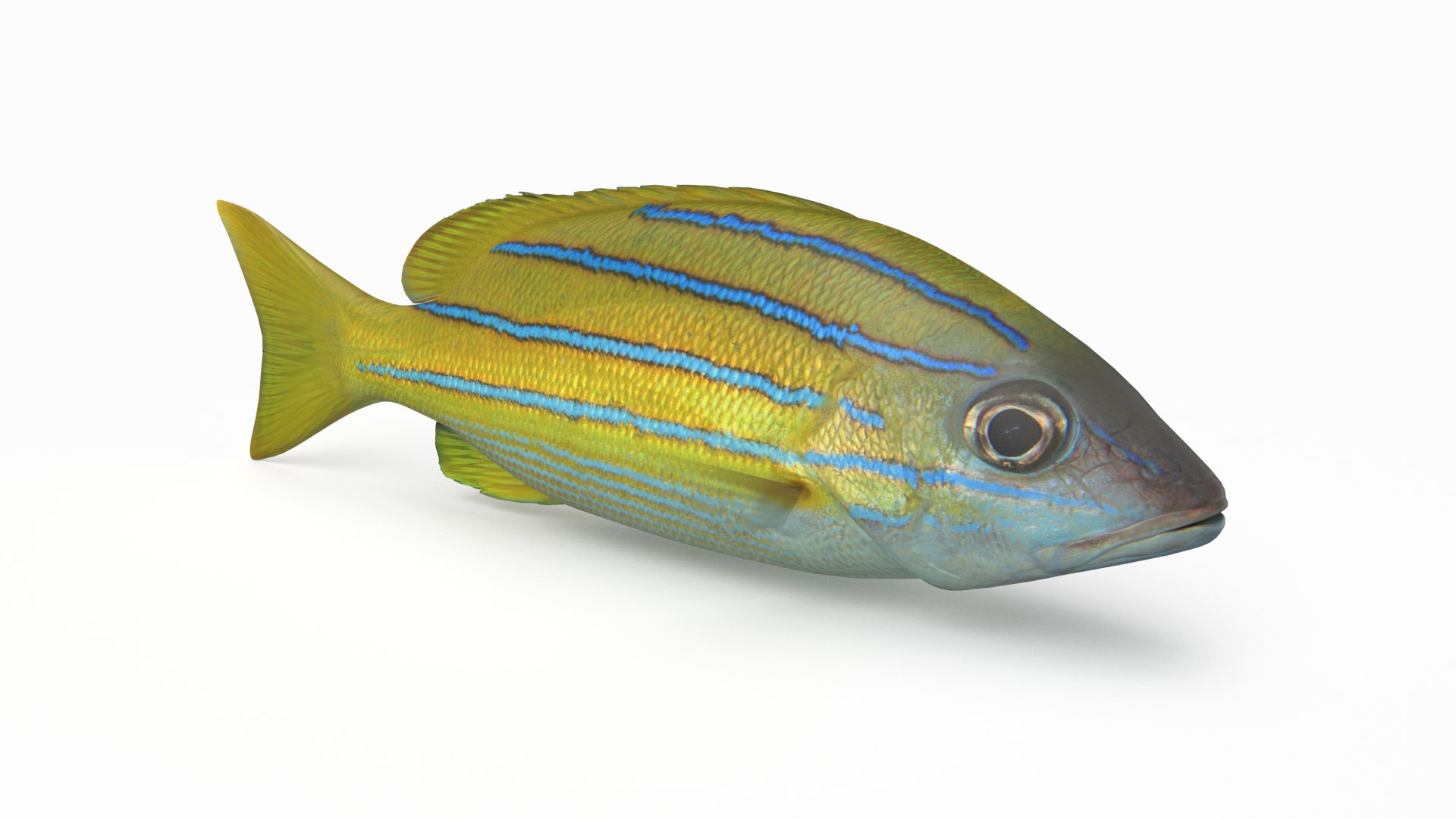 3D Bluestripe Snapper - TurboSquid 1445655