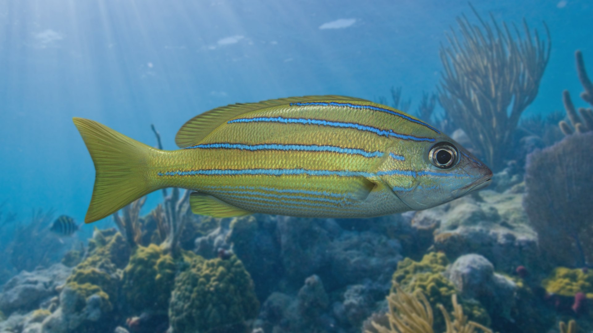 3D Bluestripe Snapper - TurboSquid 1445655