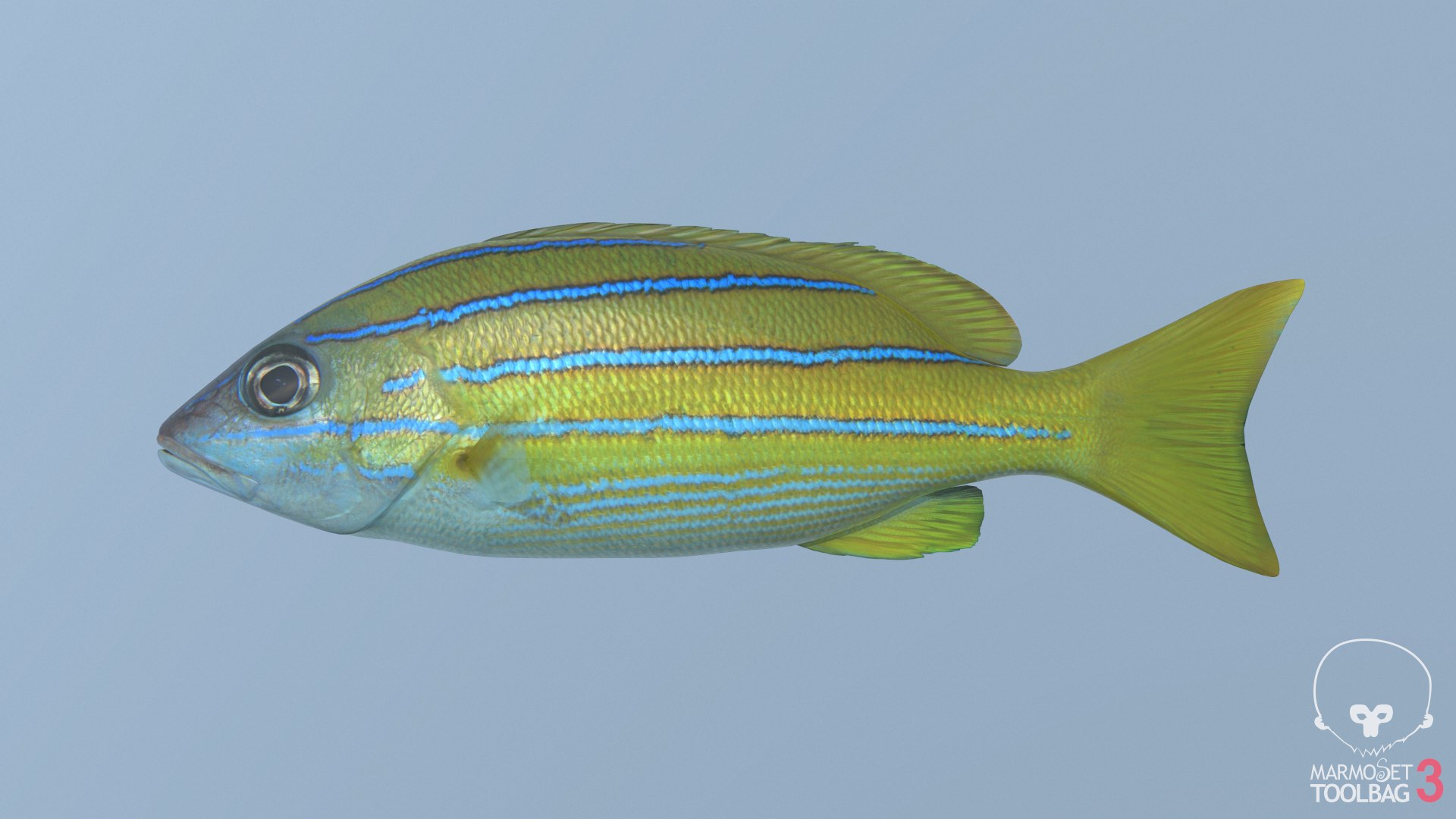 3D Bluestripe Snapper - TurboSquid 1445655