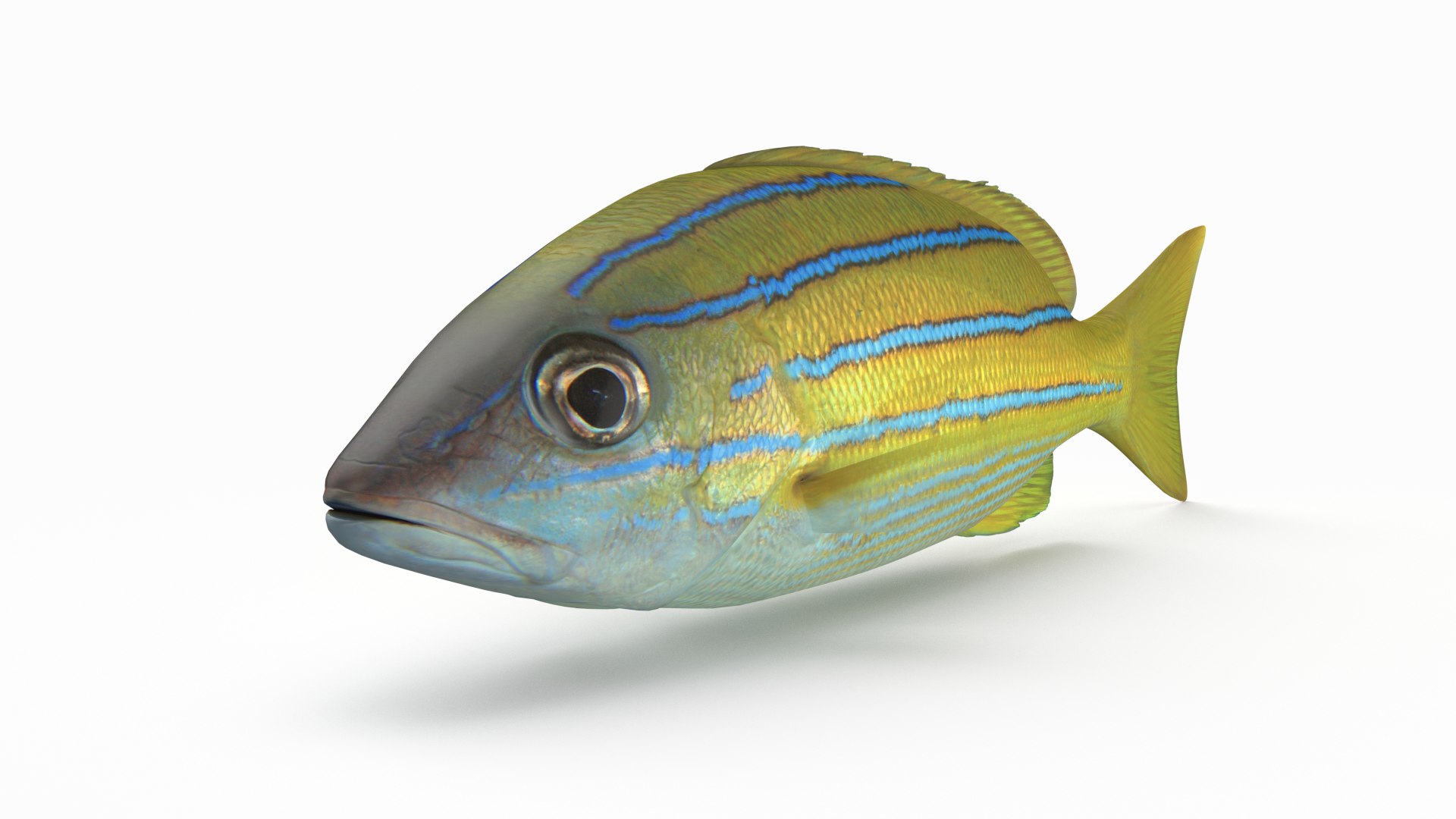 3D Bluestripe Snapper - TurboSquid 1445655