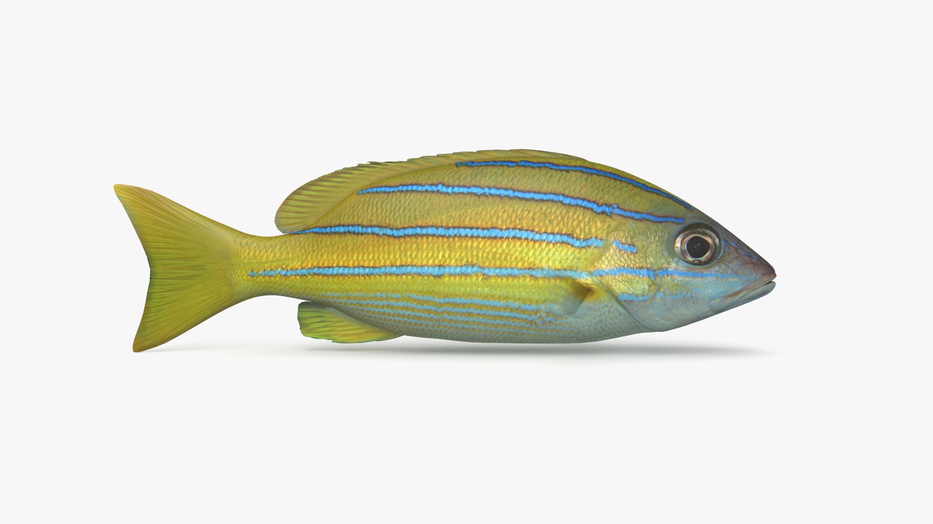3D Bluestripe Snapper - TurboSquid 1445655