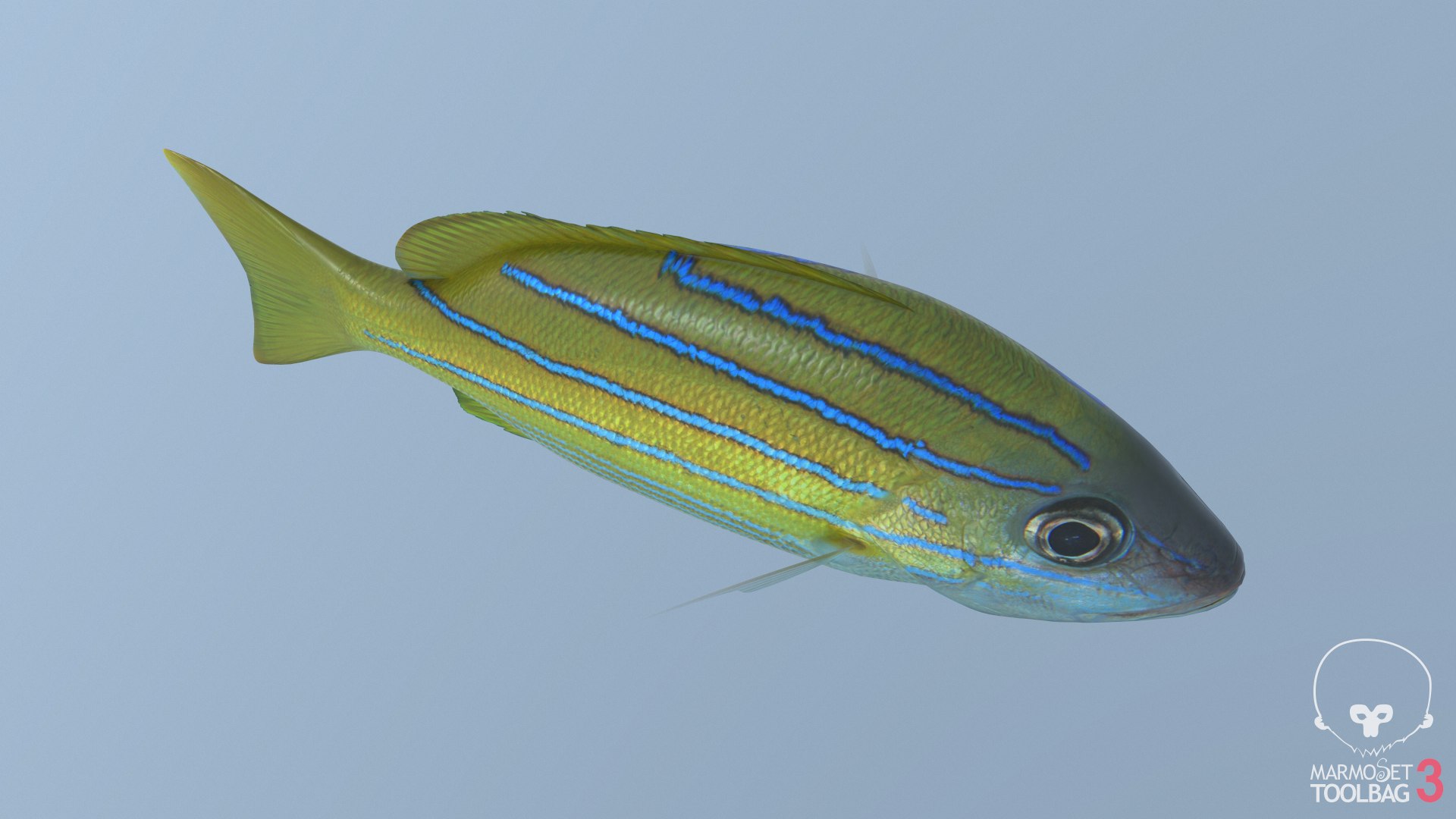 3D Bluestripe Snapper - TurboSquid 1445655