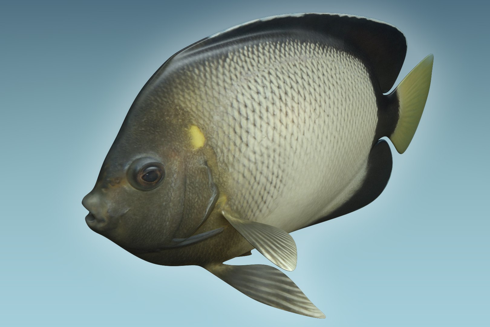 Angle Fish 15 3D Model - TurboSquid 1208436