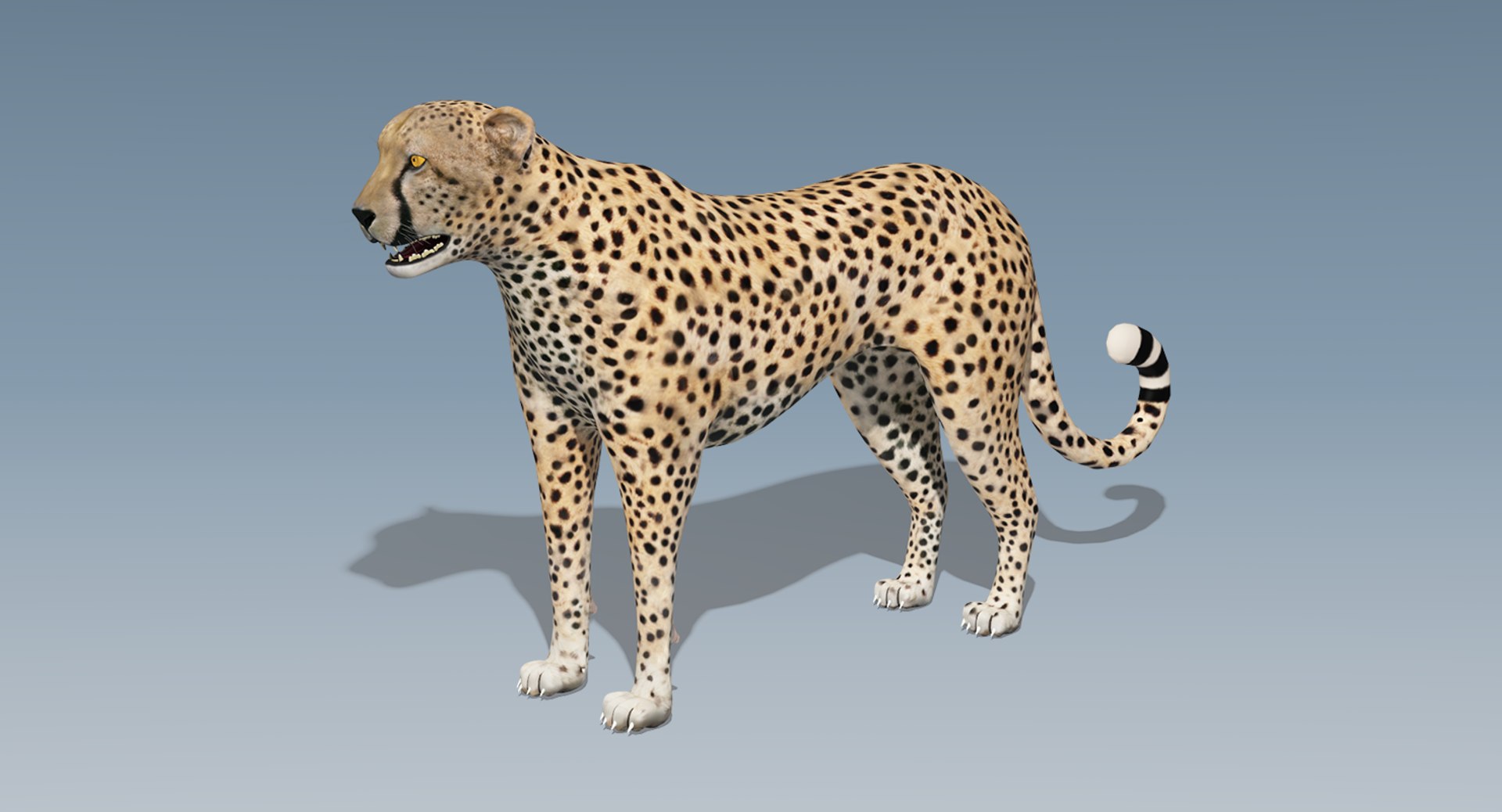 Cheetah V-ray Animation 3d Obj