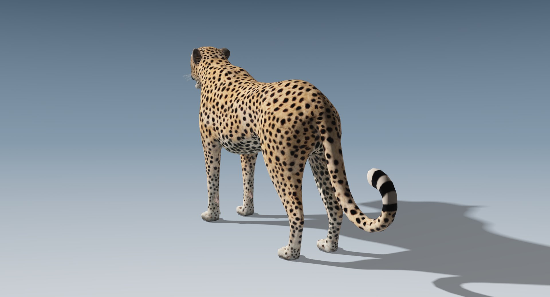 Cheetah V-ray Animation 3d Obj