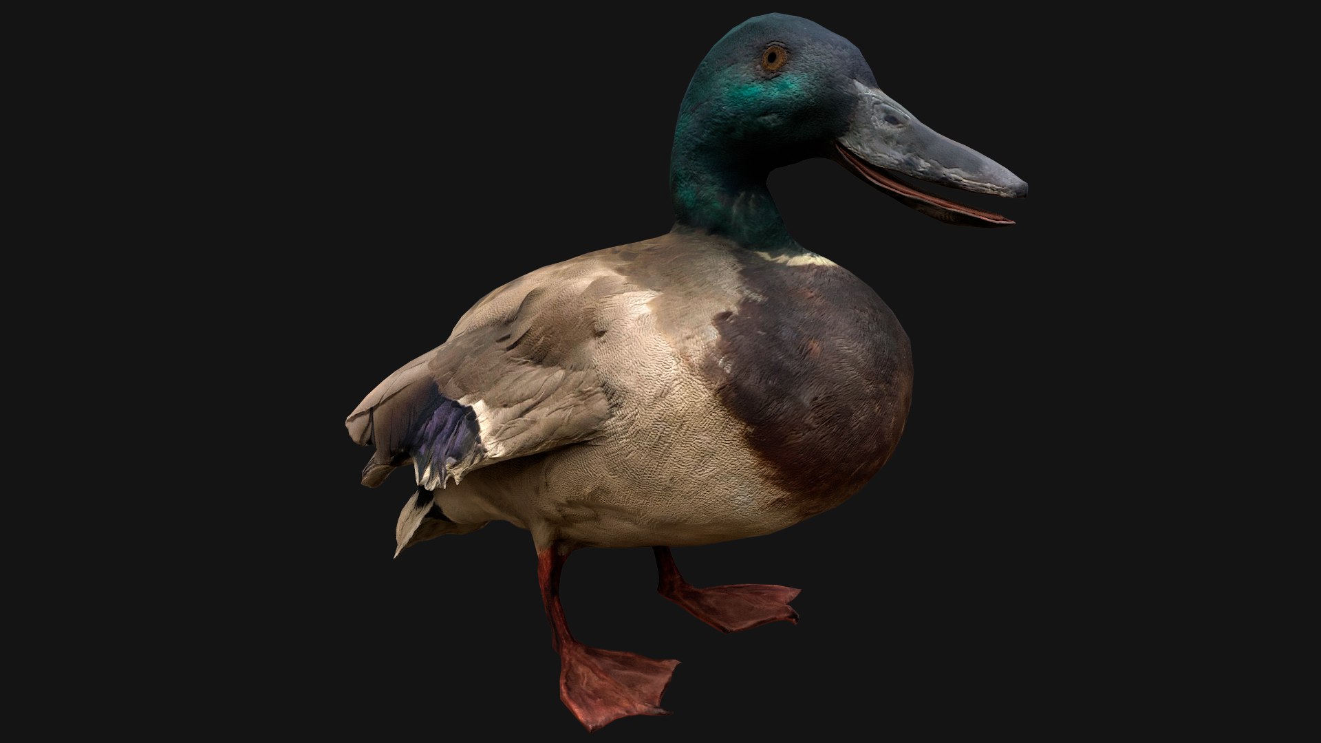 Mallard Duck Bird 3D Model - TurboSquid 2074253